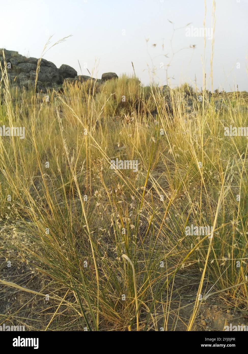 Sand Ricegrass (Eriocoma hymenoides Stock Photo - Alamy