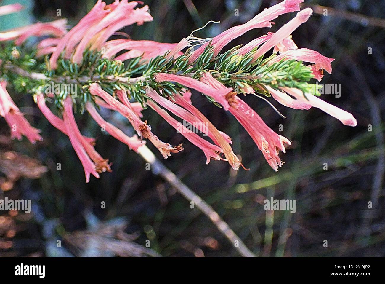 Common Water Heath (Erica curviflora curviflora Stock Photo - Alamy