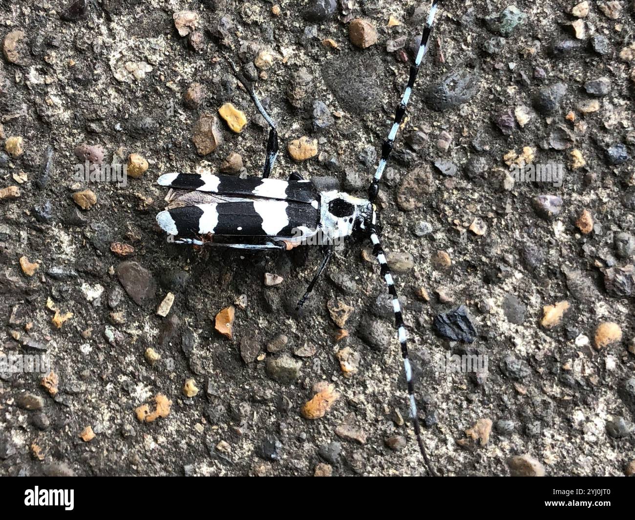 Banded alder borer hi-res stock photography and images - Alamy