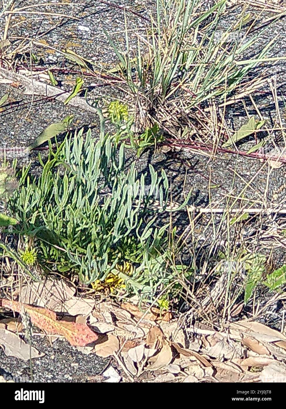 rock samphire (Crithmum maritimum Stock Photo - Alamy