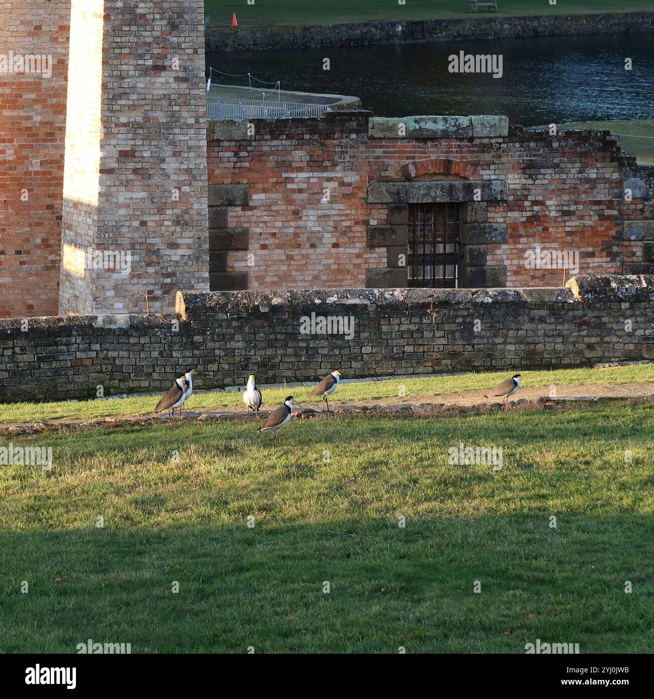 Black-shouldered Masked Lapwing (Vanellus miles novaehollandiae Stock ...