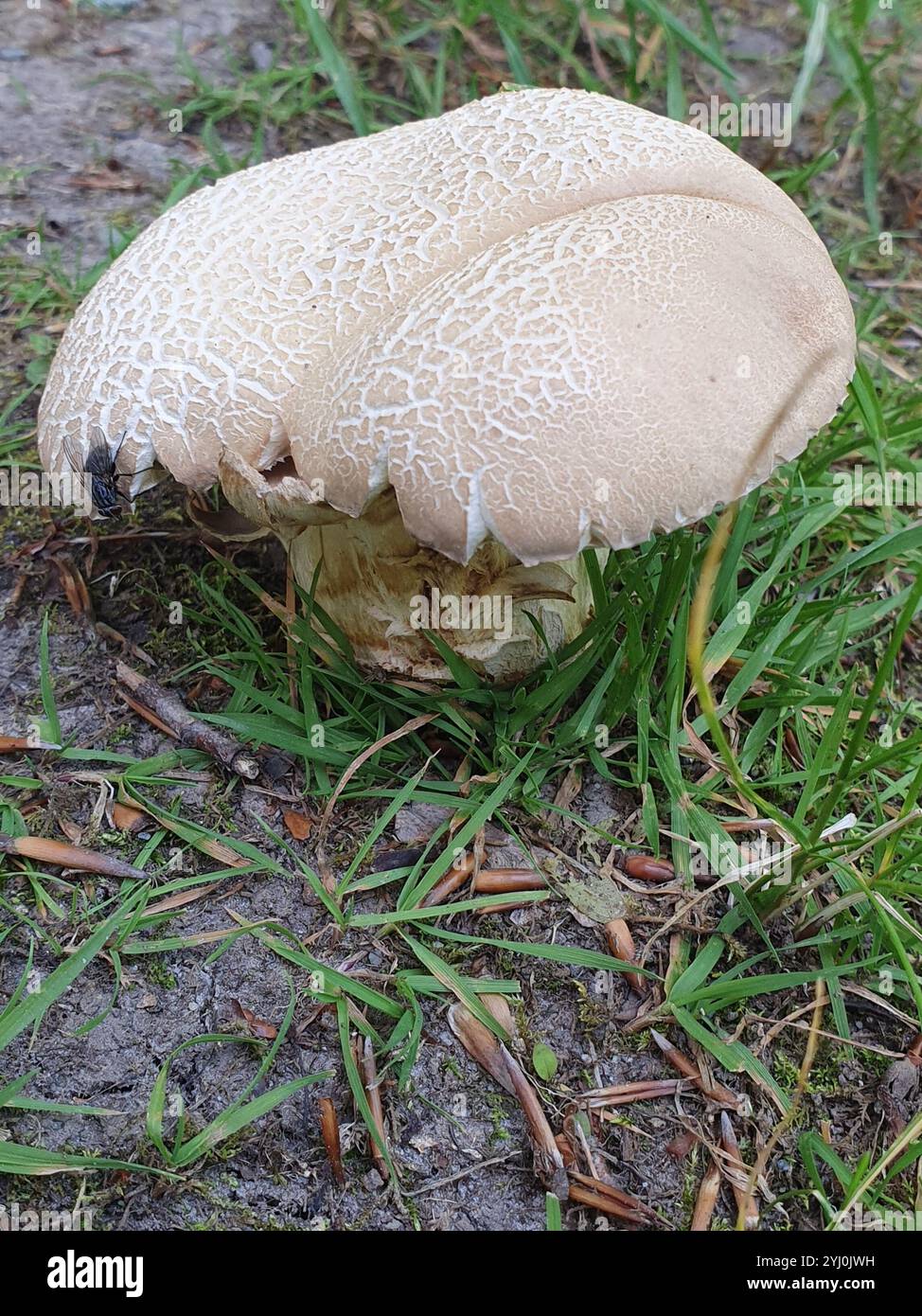 Summer Bolete (Boletus reticulatus Stock Photo - Alamy