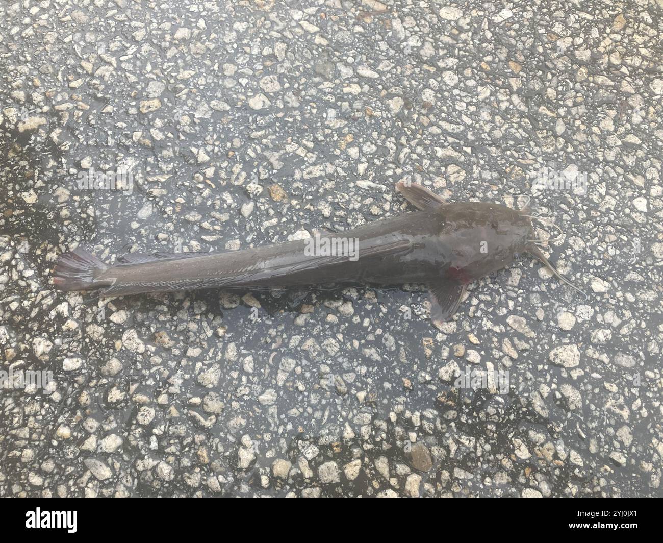 Walking Catfish (Clarias batrachus Stock Photo - Alamy
