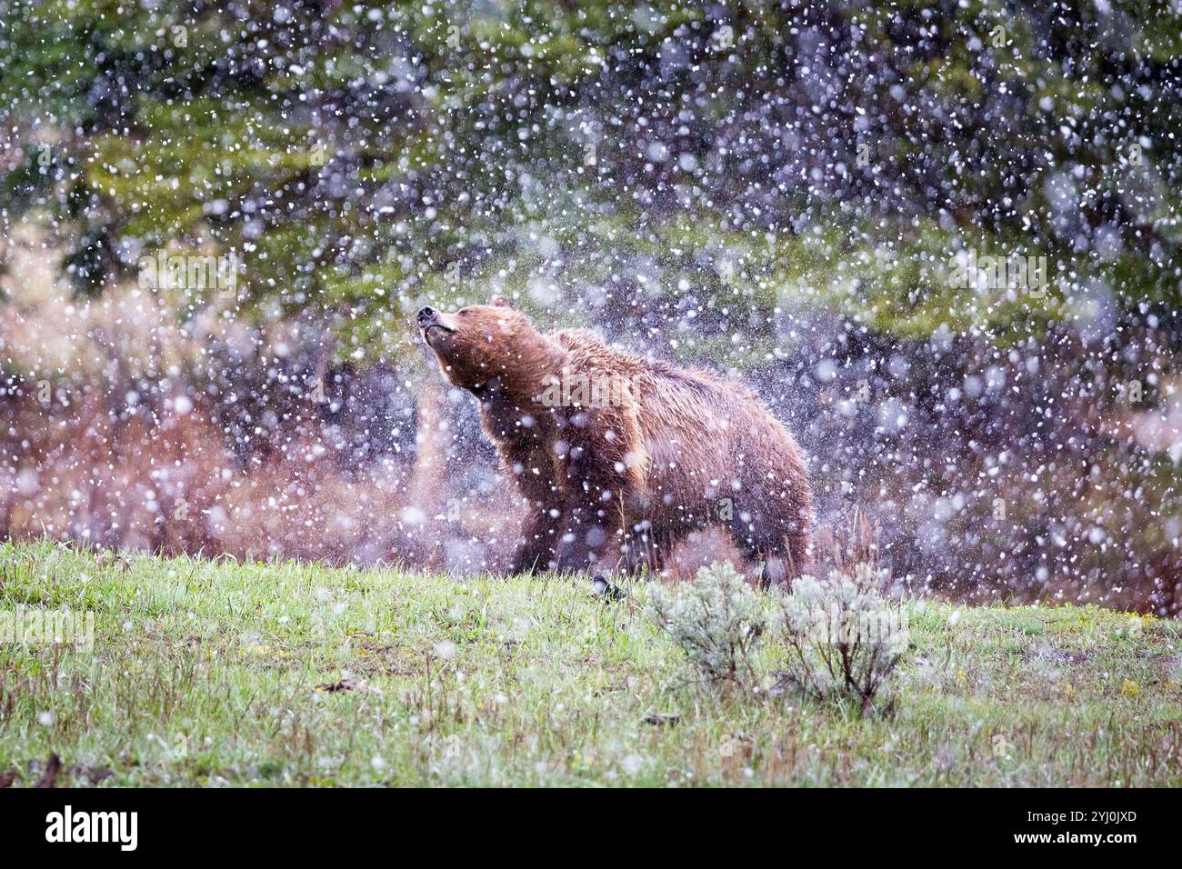 Grizzly Bear #399 of Grand Teton National Park shaking off snow in a ...