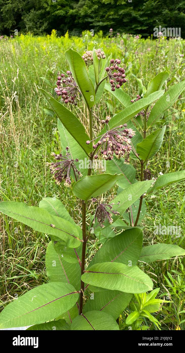 common milkweed (Asclepias syriaca Stock Photo - Alamy