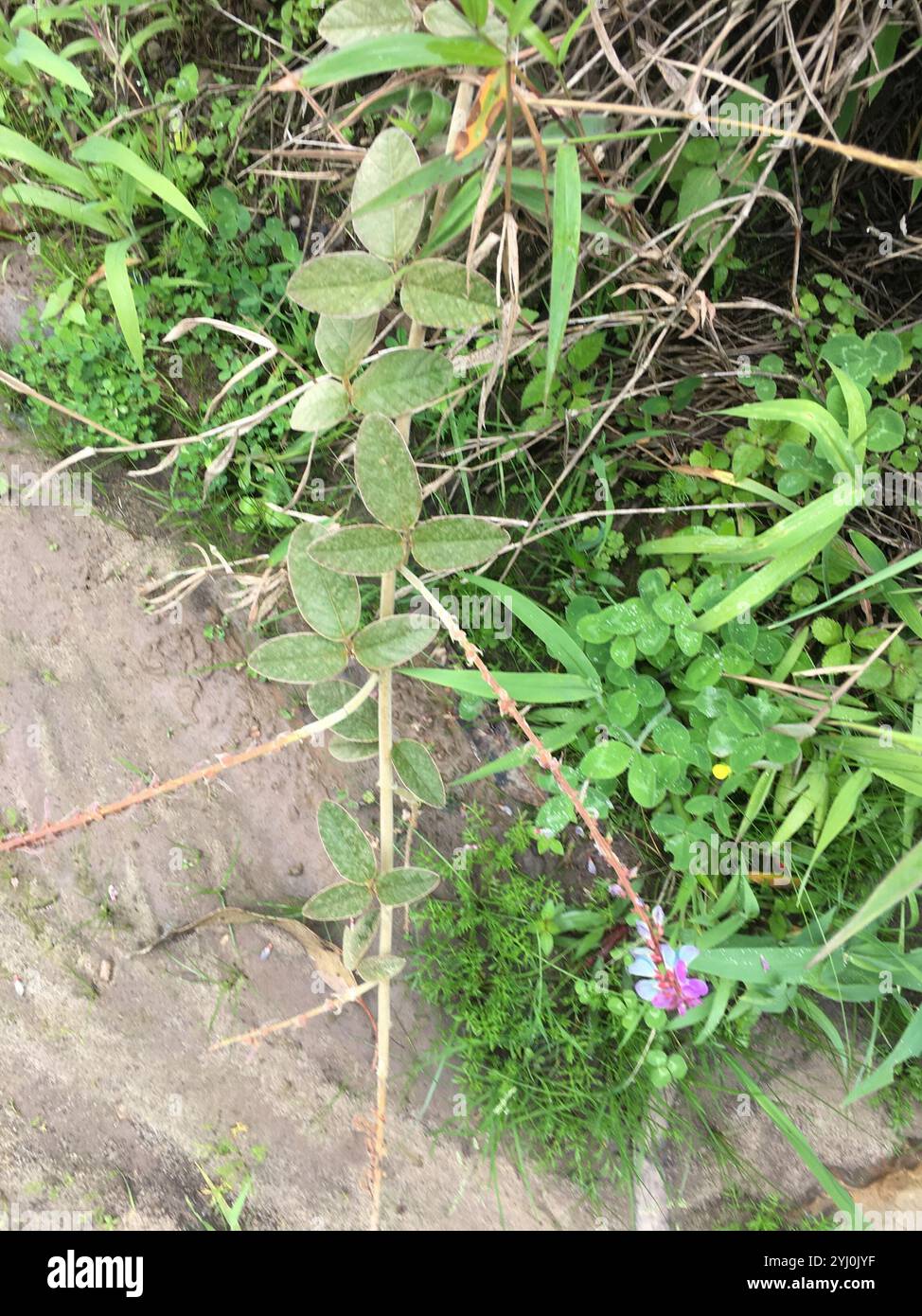 creeping beggarweed (Desmodium incanum Stock Photo - Alamy