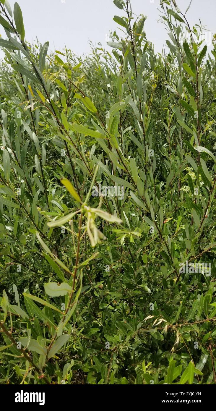 red willow (Salix laevigata Stock Photo - Alamy