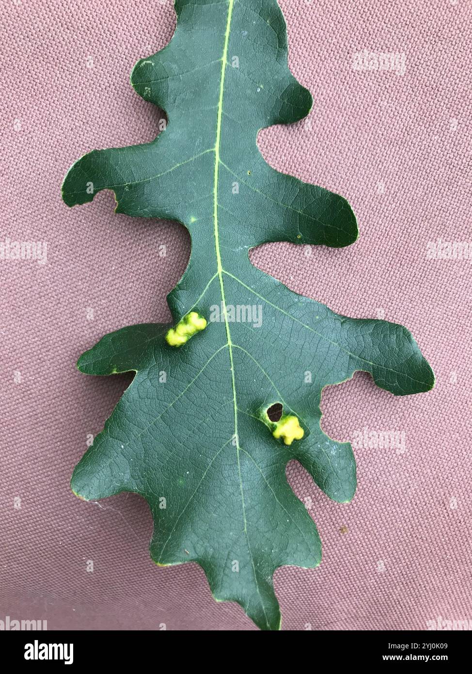 Oak Blister Gall Mite (Aceria querci Stock Photo - Alamy