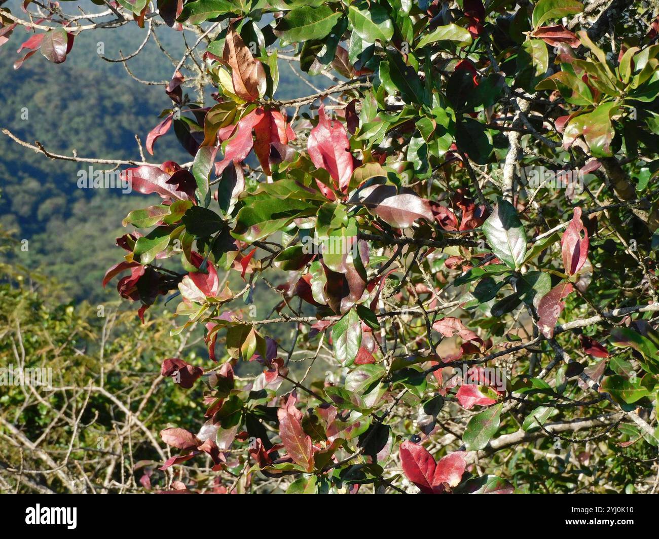 Forest Bushwillow (Combretum kraussii Stock Photo - Alamy