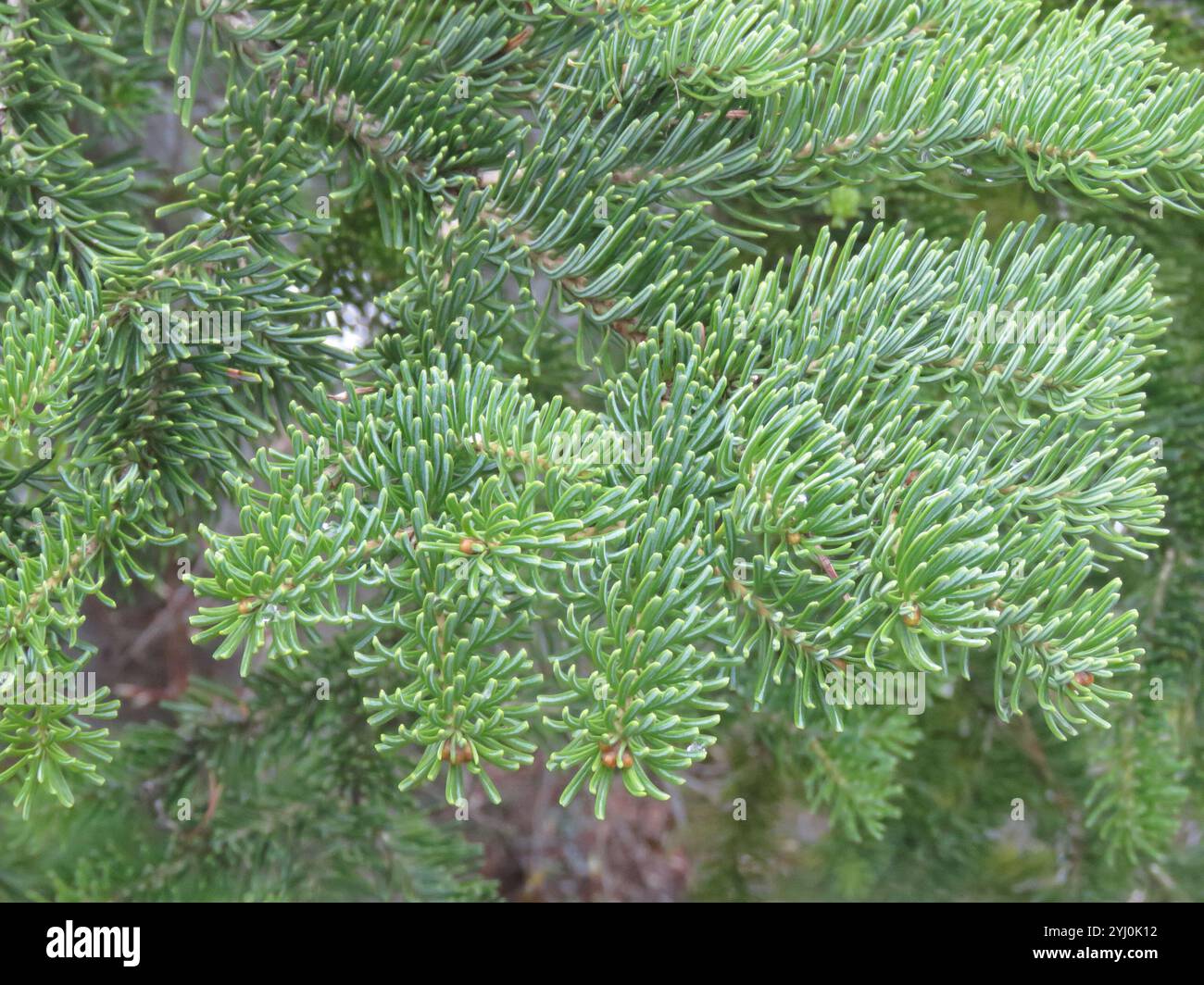 subalpine fir (Abies lasiocarpa Stock Photo - Alamy