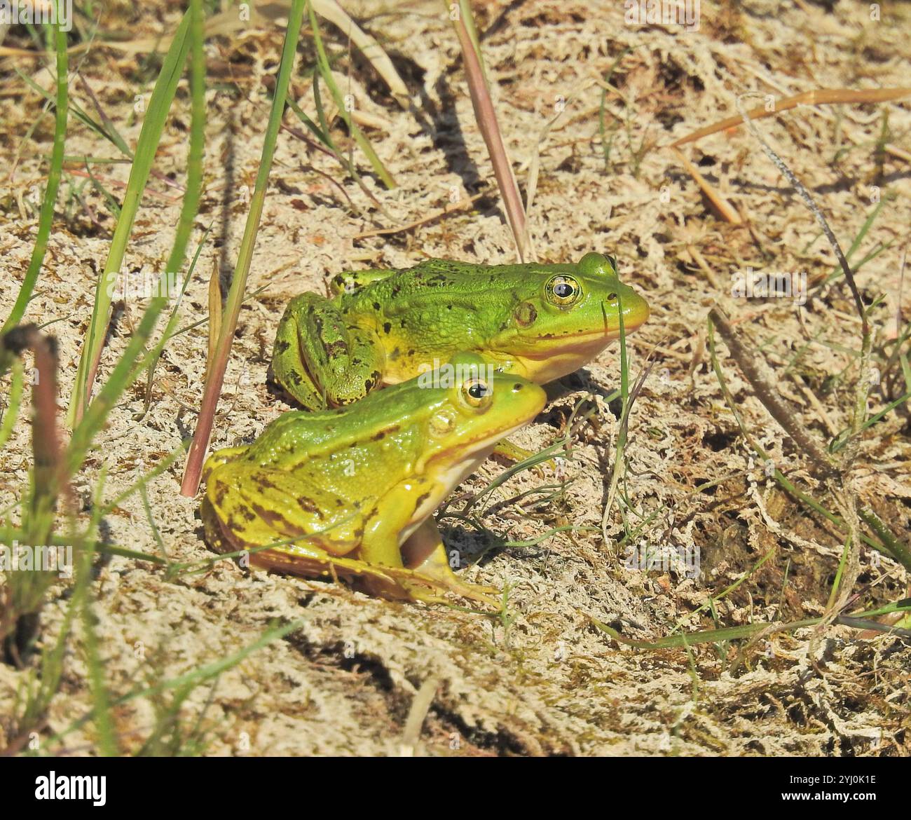 Pool frog complex and its kleptons (Pelophylax lessonae Stock Photo - Alamy