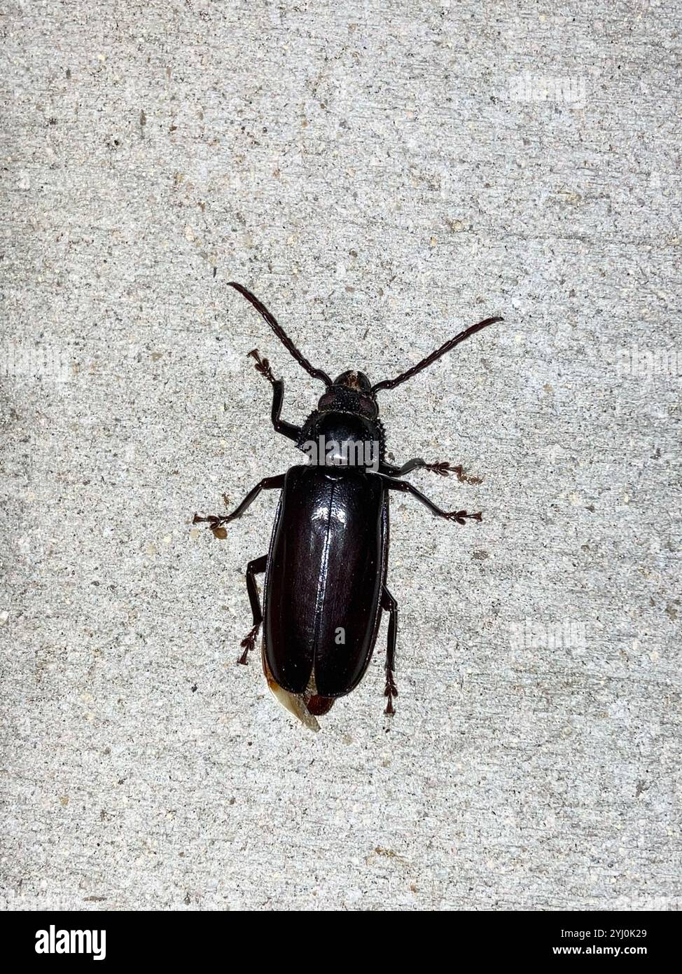 Hardwood Stump Borer (Mallodon dasystomus Stock Photo - Alamy