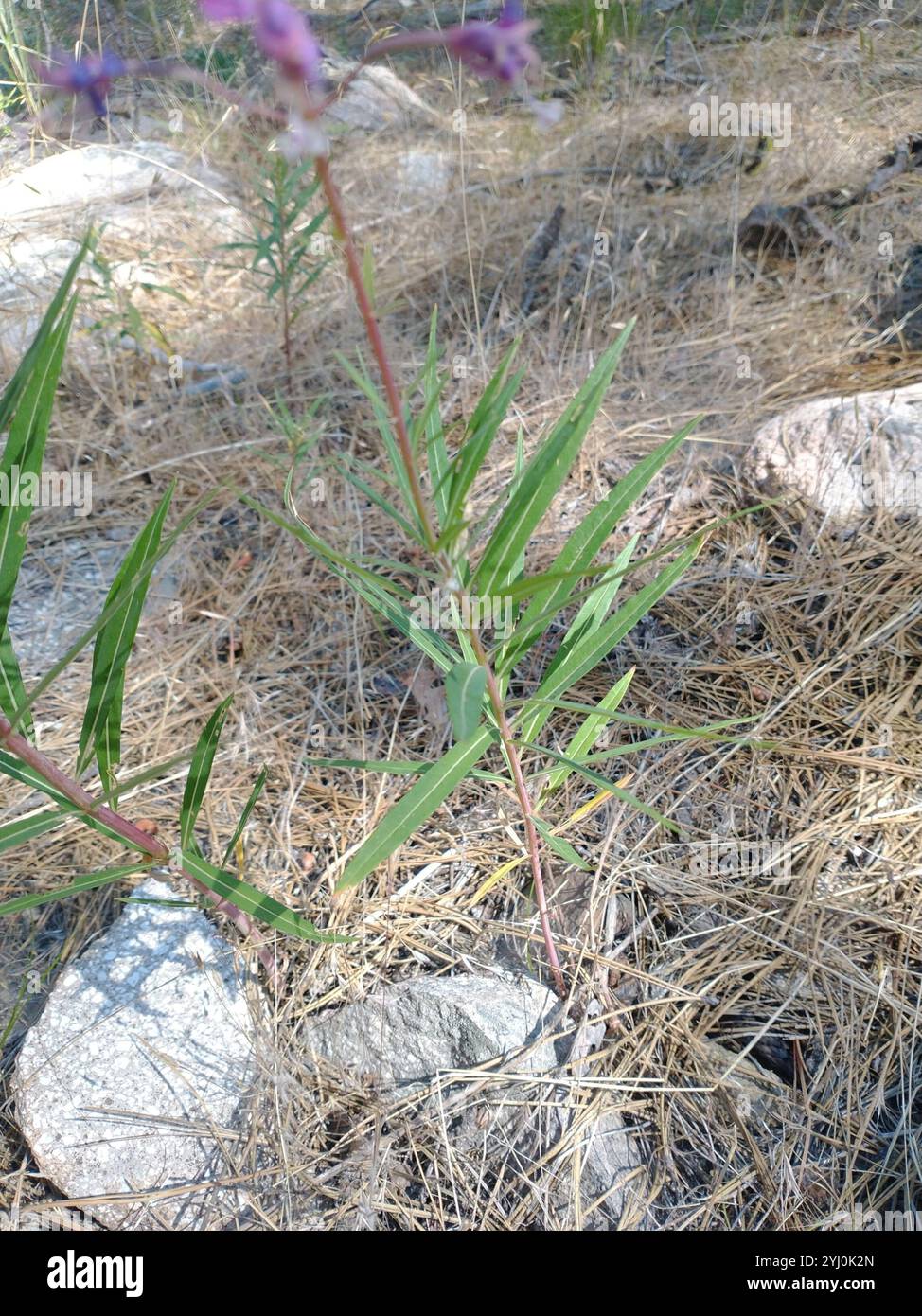 fireweed (Chamaenerion angustifolium Stock Photo - Alamy