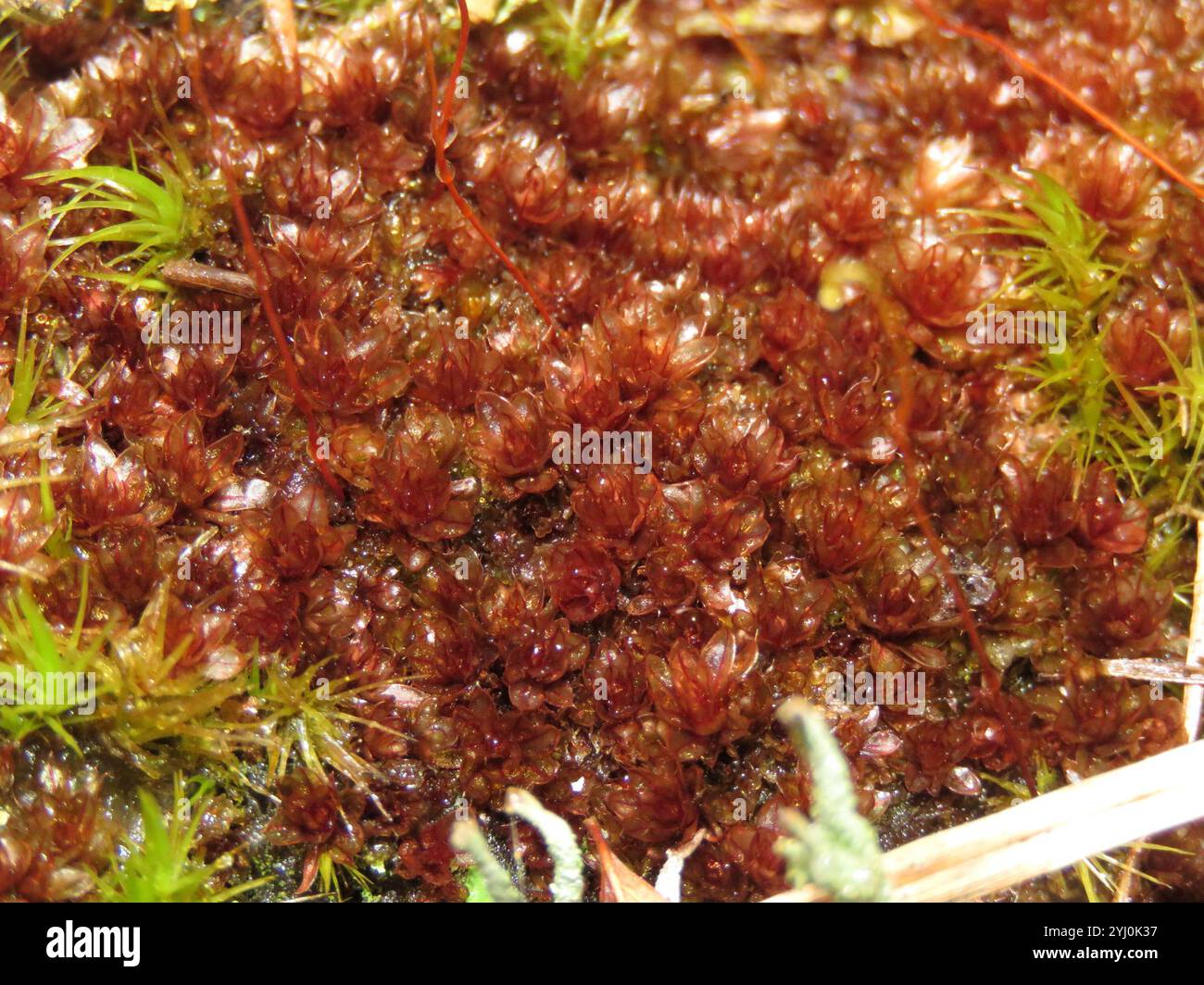 Capillary Thread-moss (Ptychostomum capillare Stock Photo - Alamy