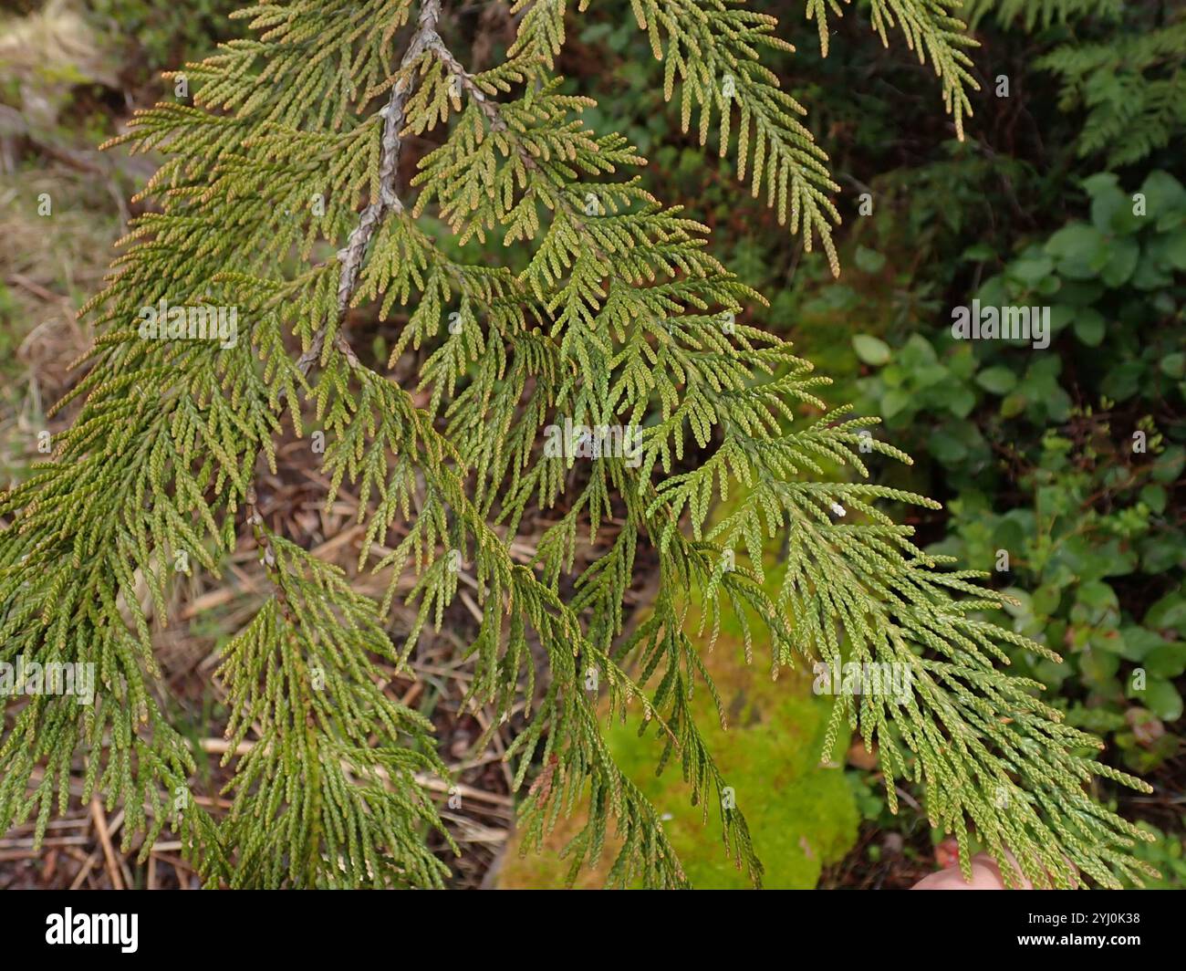 cypress family (Cupressaceae Stock Photo - Alamy