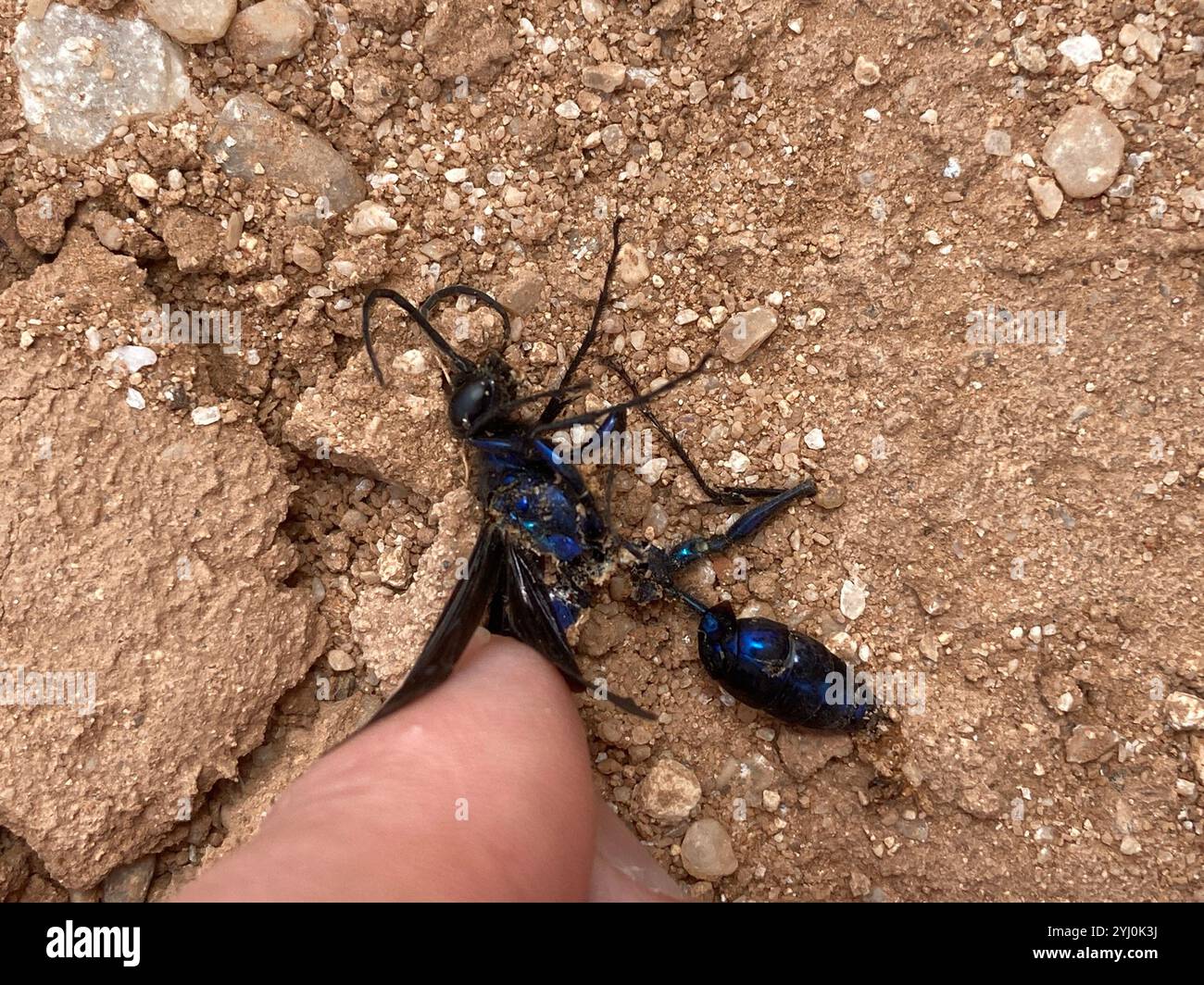 Steel-blue Cricket-hunter Wasp (Chlorion aerarium Stock Photo - Alamy