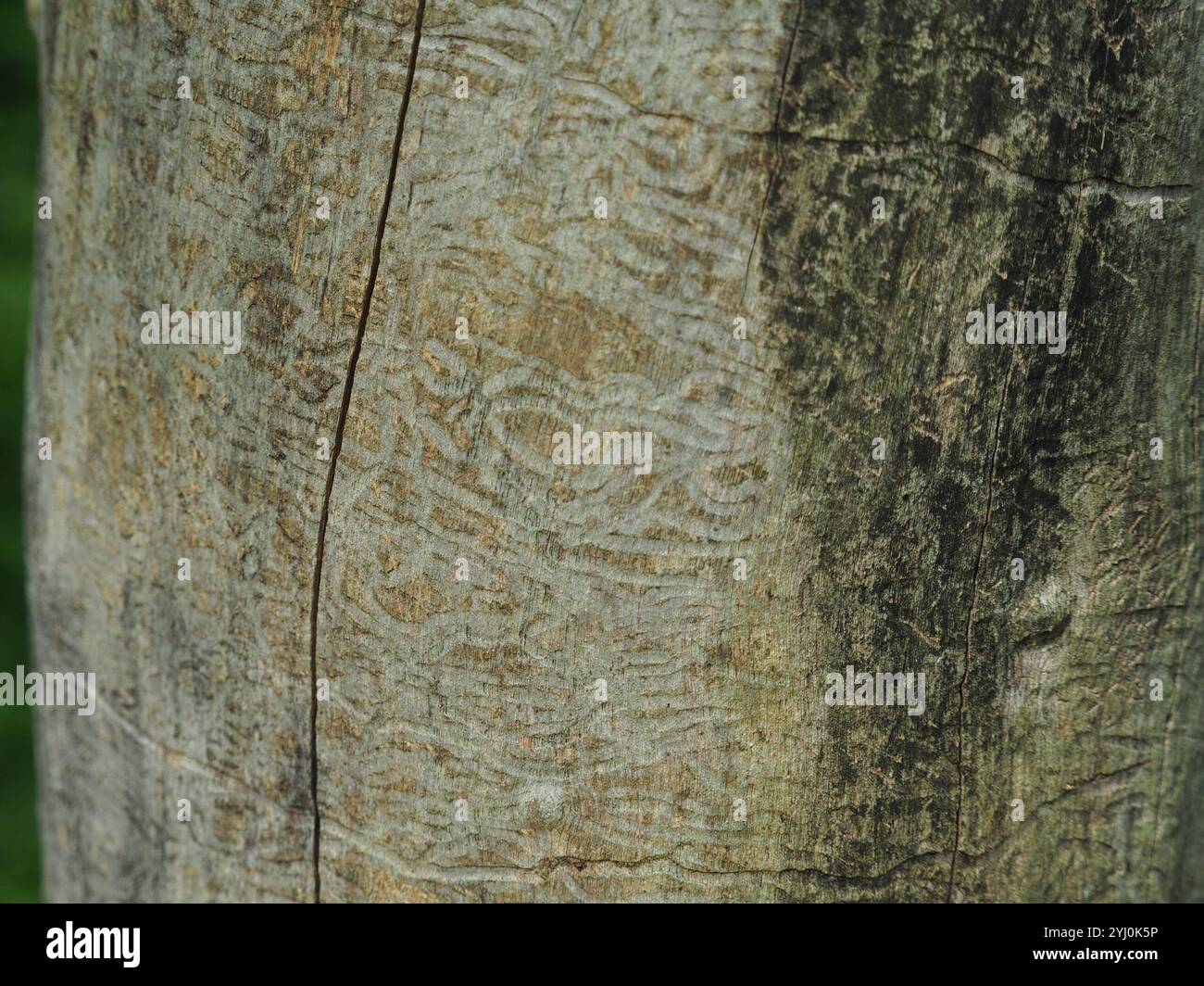 Emerald Ash Borer (Agrilus planipennis Stock Photo - Alamy