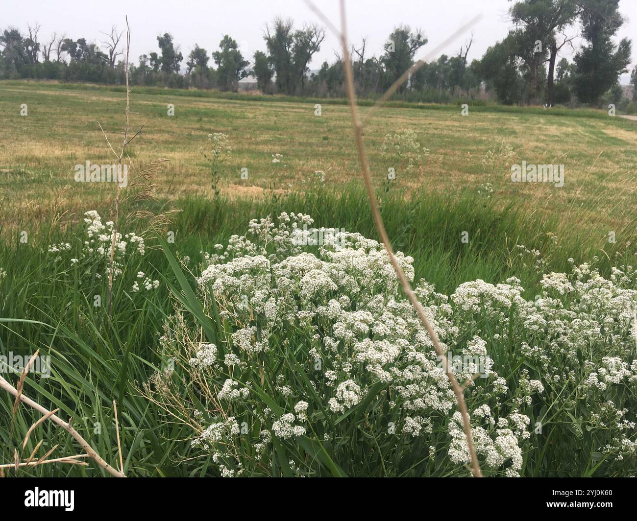 broadleaved pepperweed (Lepidium latifolium Stock Photo - Alamy