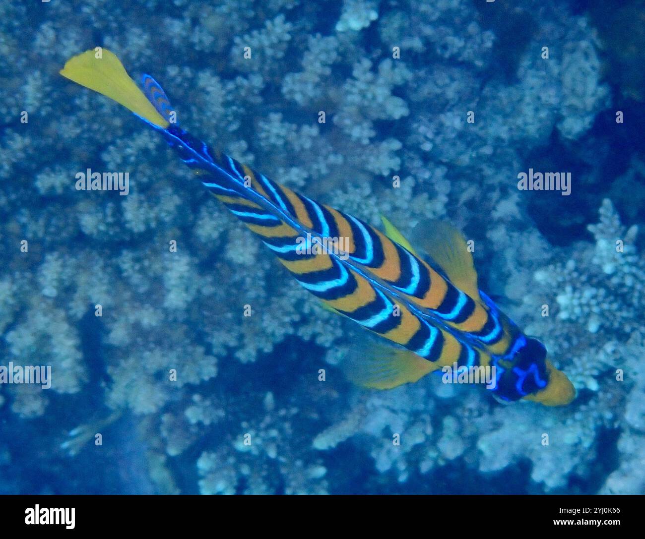 Regal Angelfish (Pygoplites diacanthus Stock Photo - Alamy
