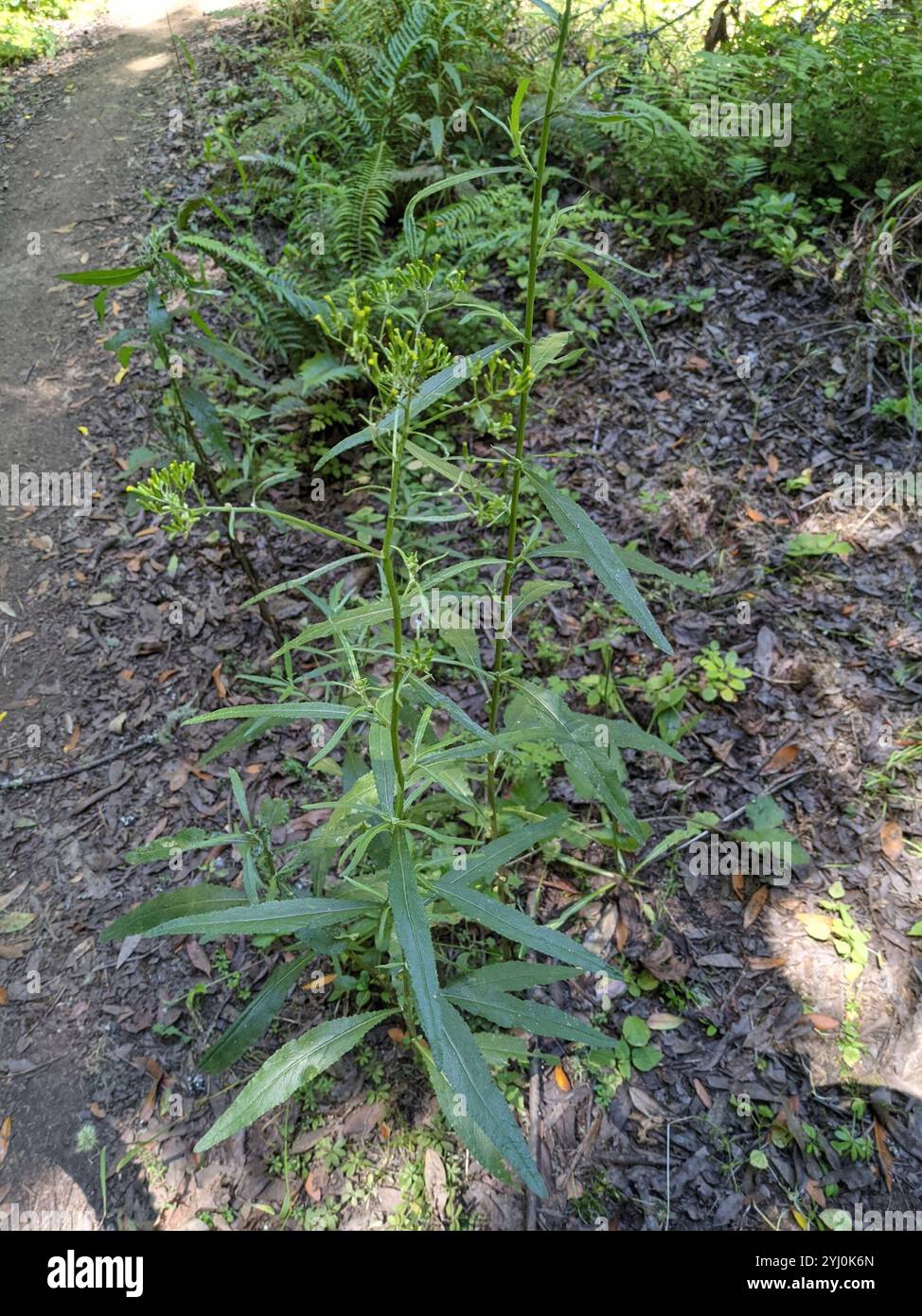 coastal burnweed (Senecio minimus Stock Photo - Alamy