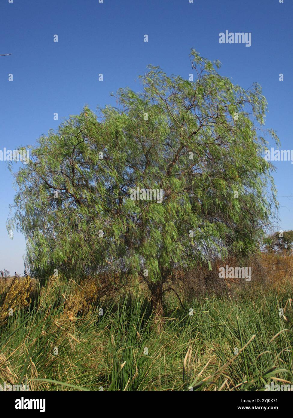 Peruvian Pepper Tree (Schinus molle Stock Photo - Alamy
