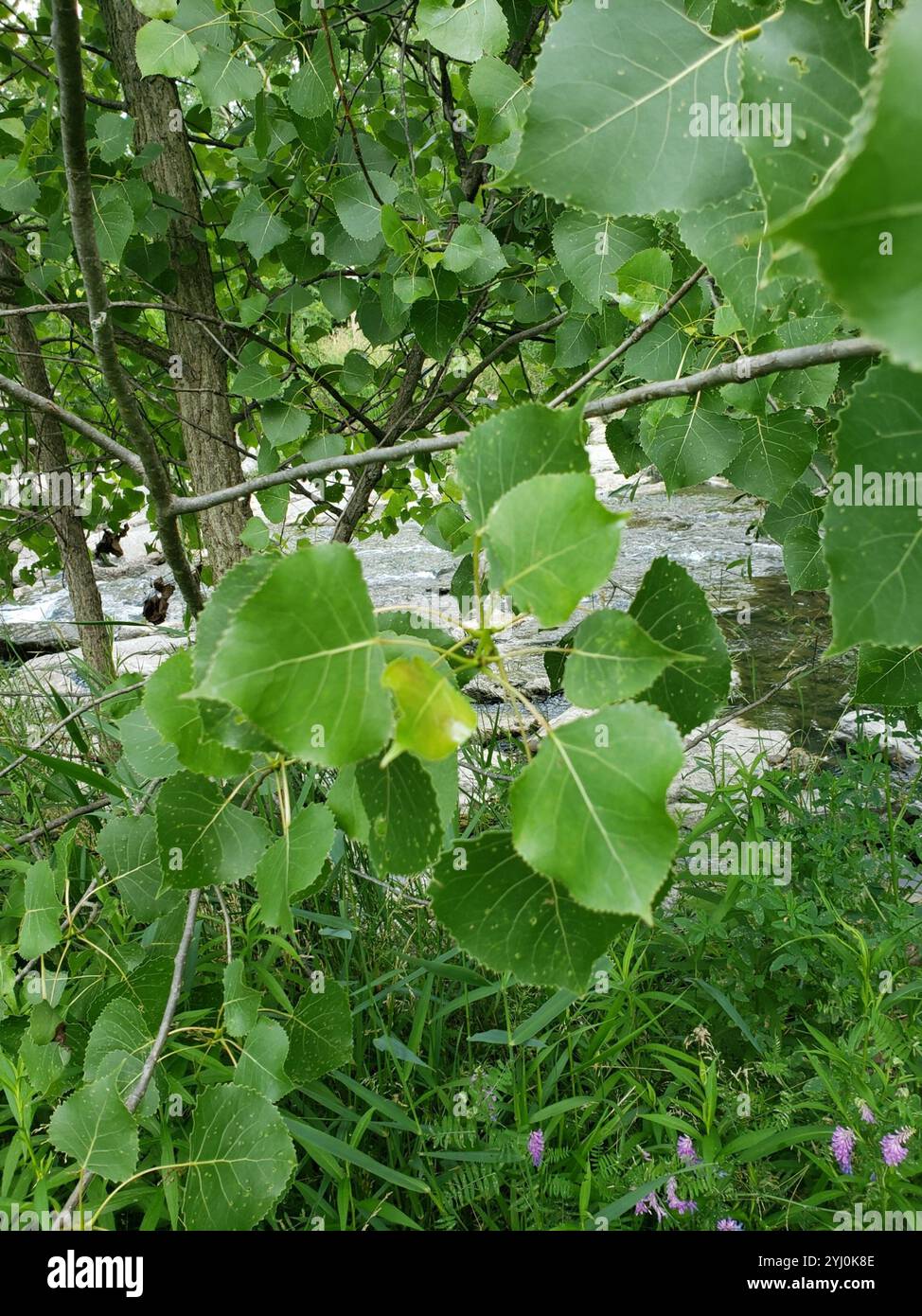 Eastern Cottonwood (Populus deltoides Stock Photo - Alamy
