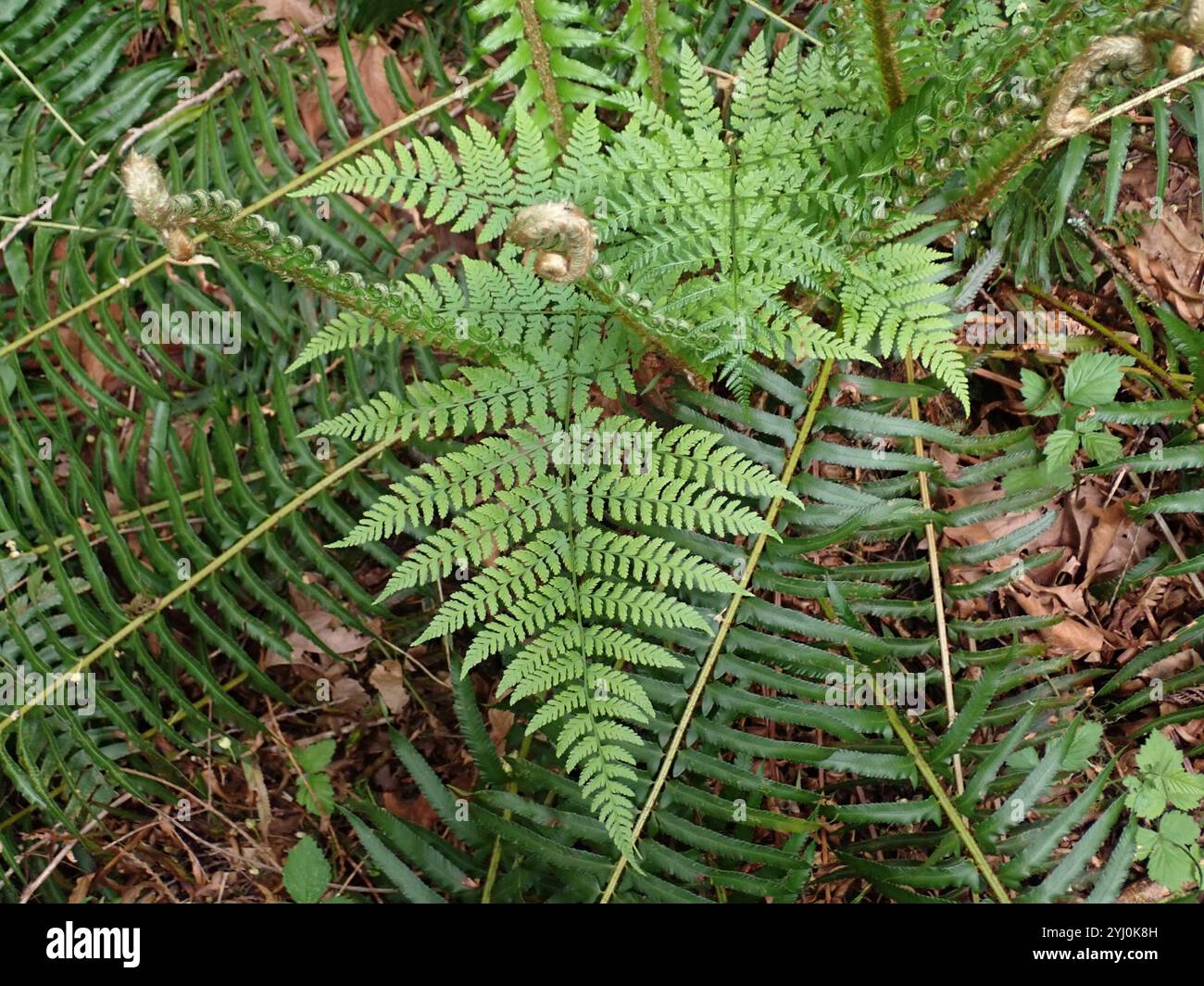 spreading wood fern (Dryopteris expansa Stock Photo - Alamy