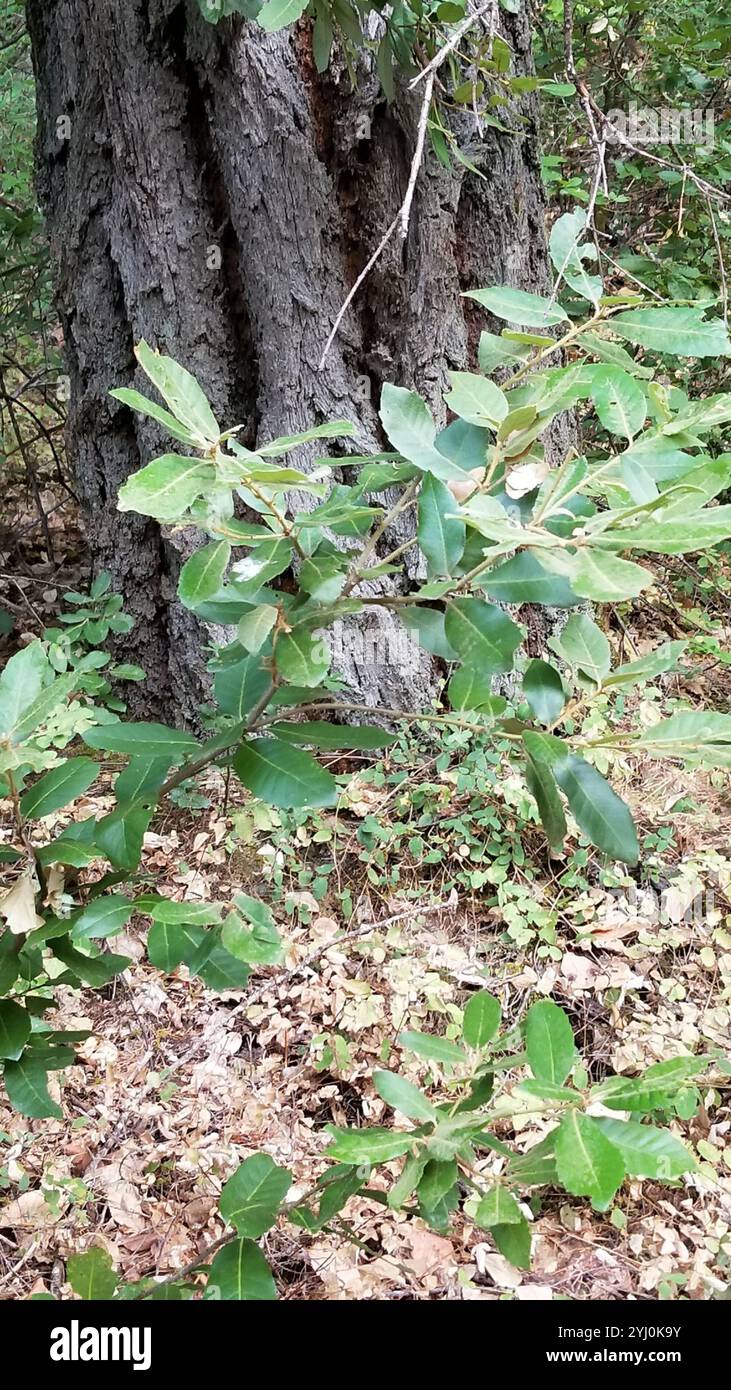 Tanoak (Notholithocarpus densiflorus Stock Photo - Alamy