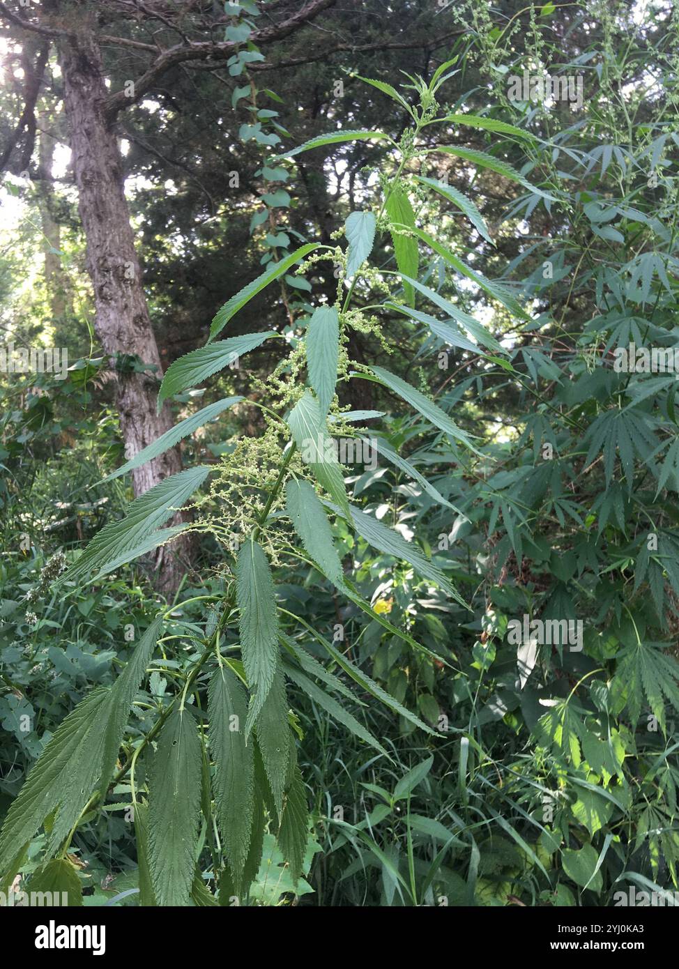 nettle family (Urticaceae Stock Photo - Alamy
