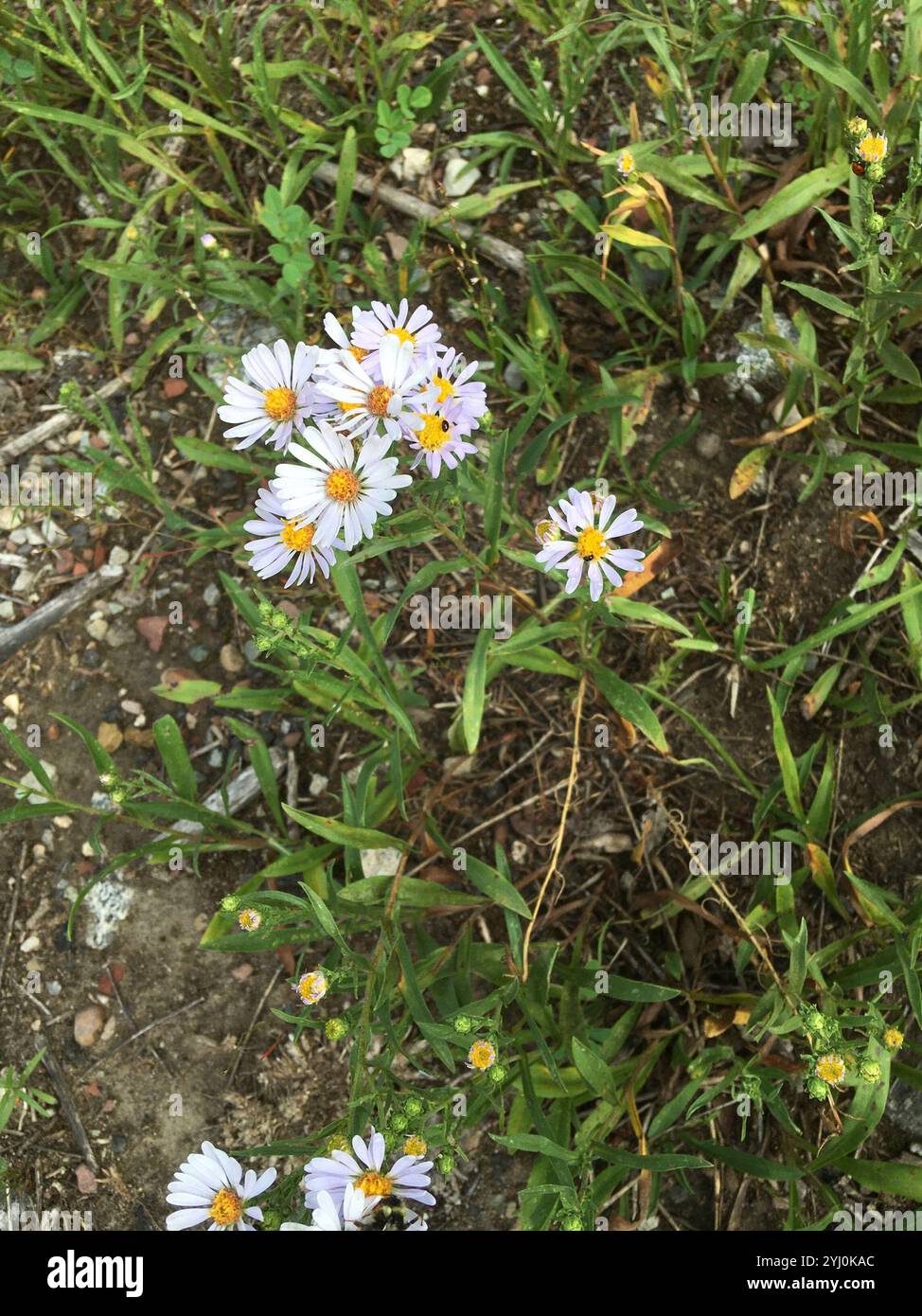 Subalpine Fleabane (Erigeron glacialis Stock Photo - Alamy