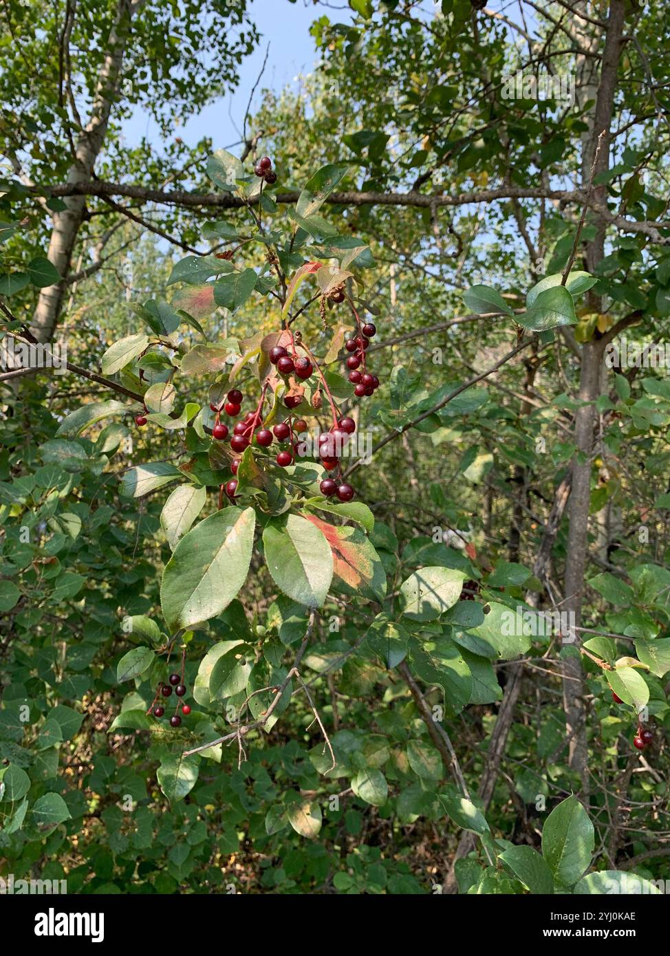chokecherry (Prunus virginiana Stock Photo - Alamy