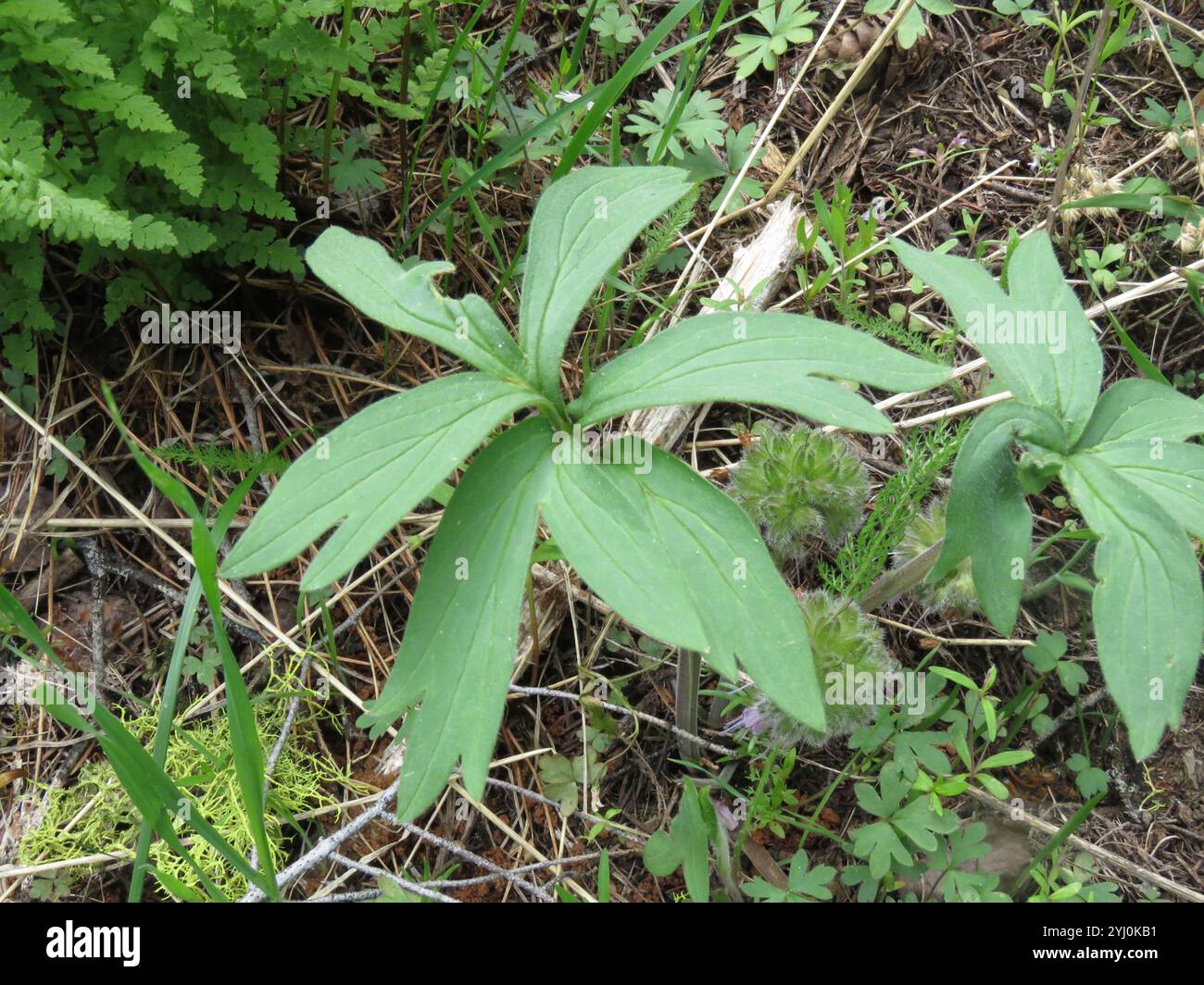 ballhead waterleaf (Hydrophyllum capitatum Stock Photo - Alamy