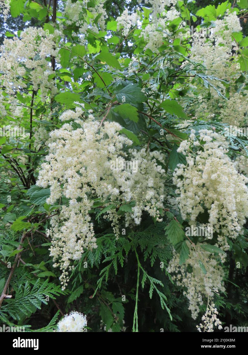 Ocean spray (Holodiscus discolor Stock Photo - Alamy