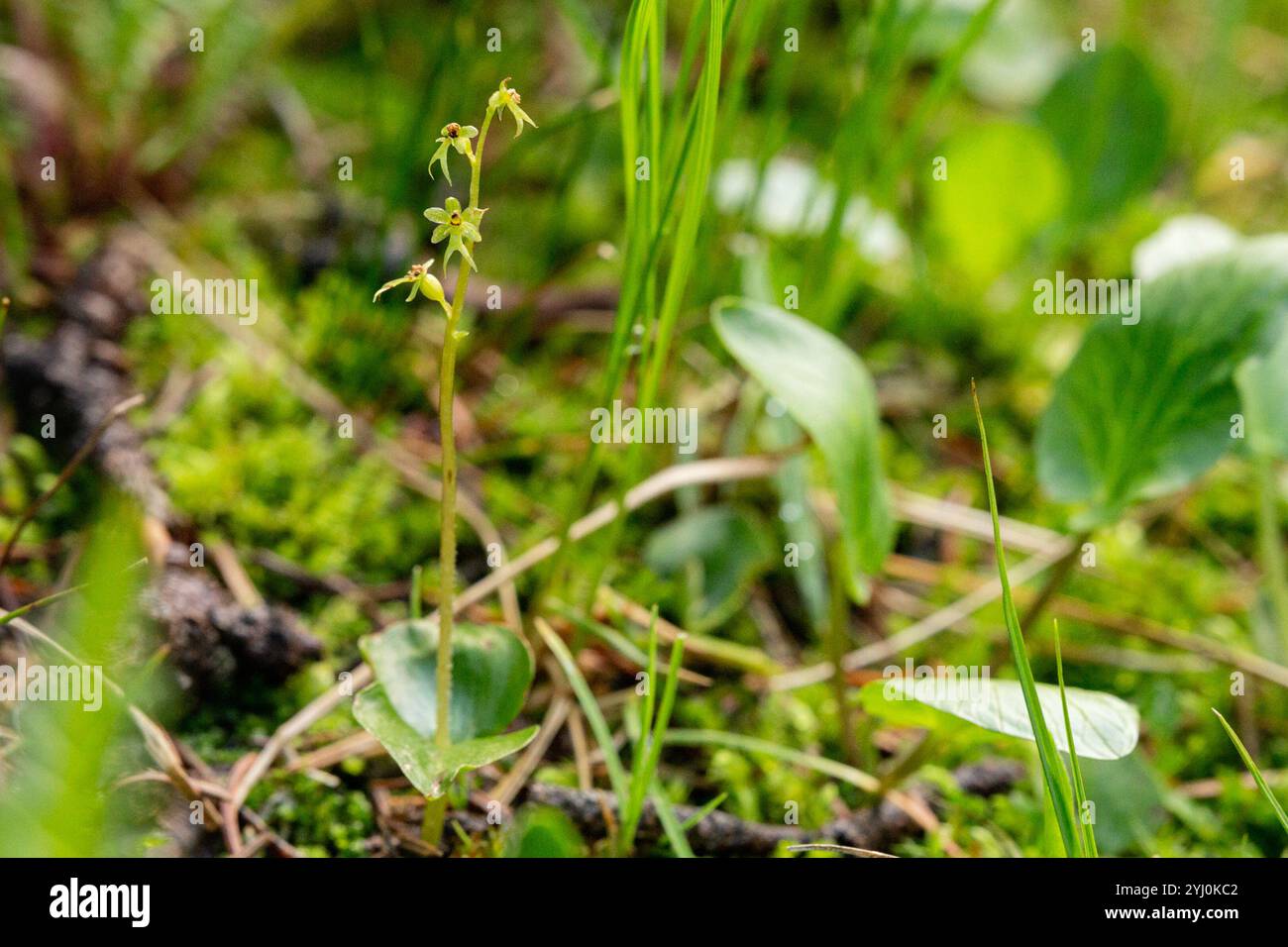 Heartleaf Twayblade (Neottia cordata Stock Photo - Alamy