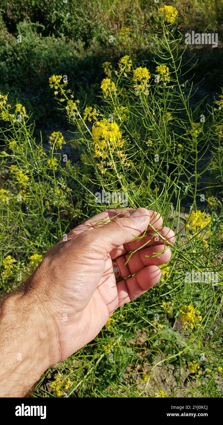 mustard family (Brassicaceae Stock Photo - Alamy