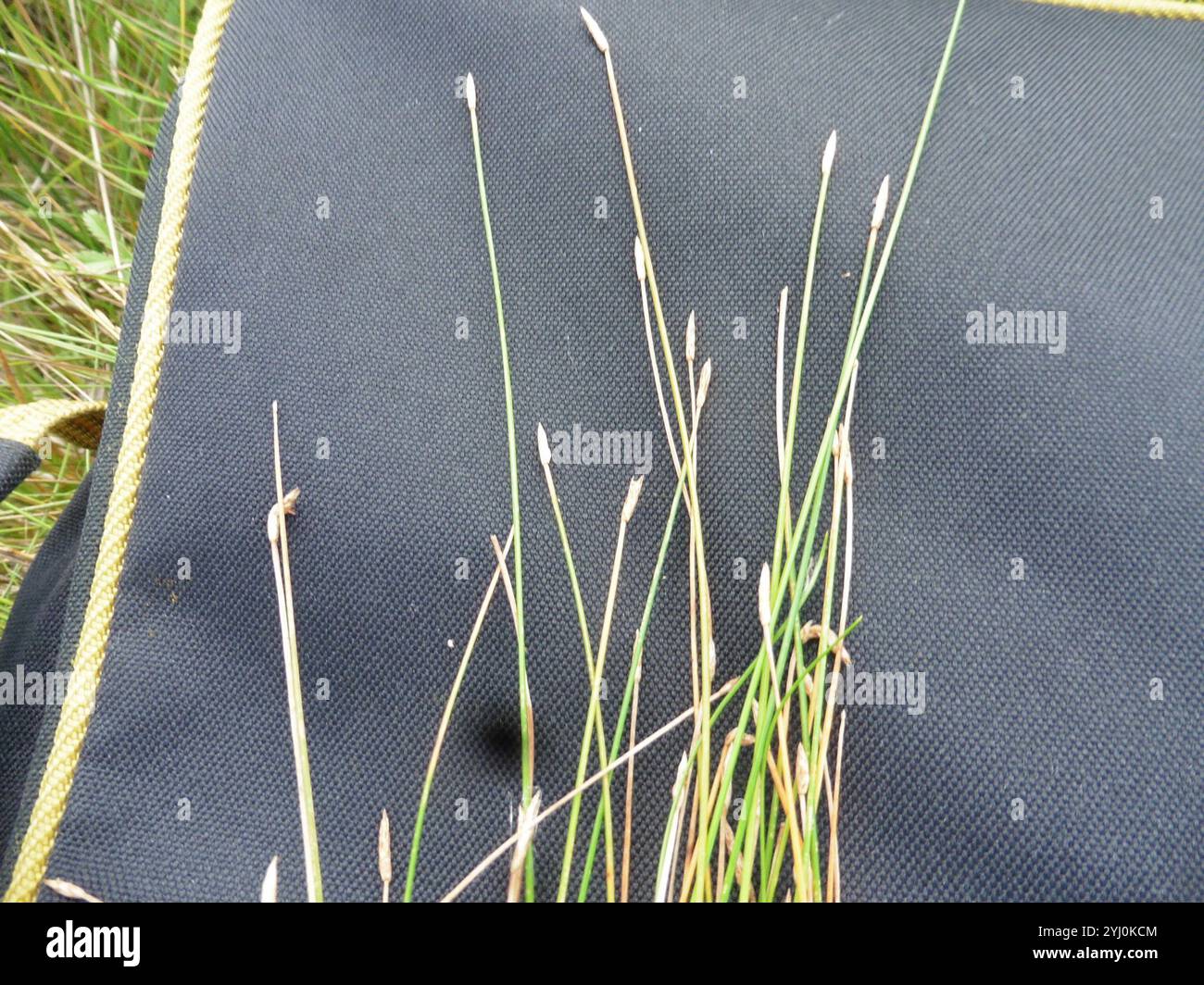 common spikerush (Eleocharis palustris Stock Photo - Alamy