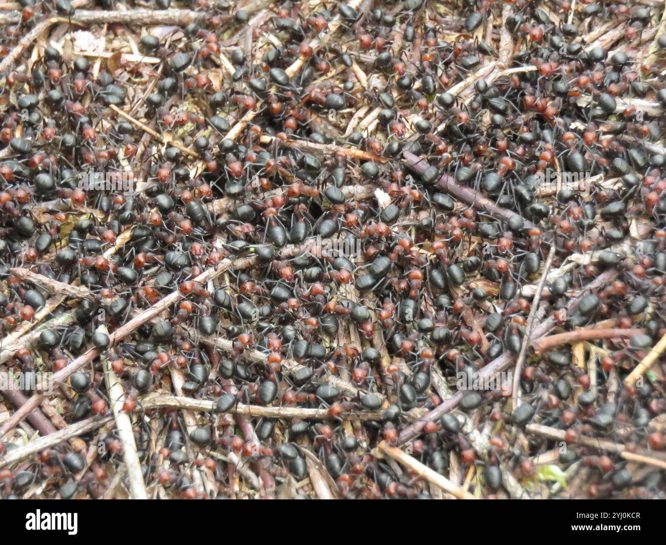 Western Thatching Ant (Formica obscuripes Stock Photo - Alamy