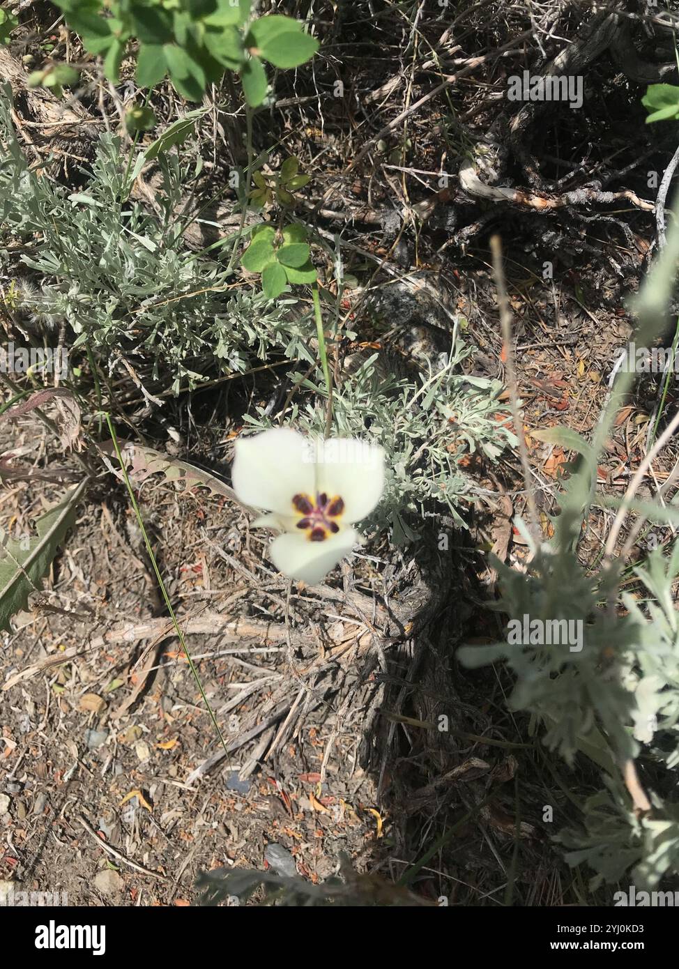 Bruneau Mariposa Lily (Calochortus bruneaunis Stock Photo - Alamy