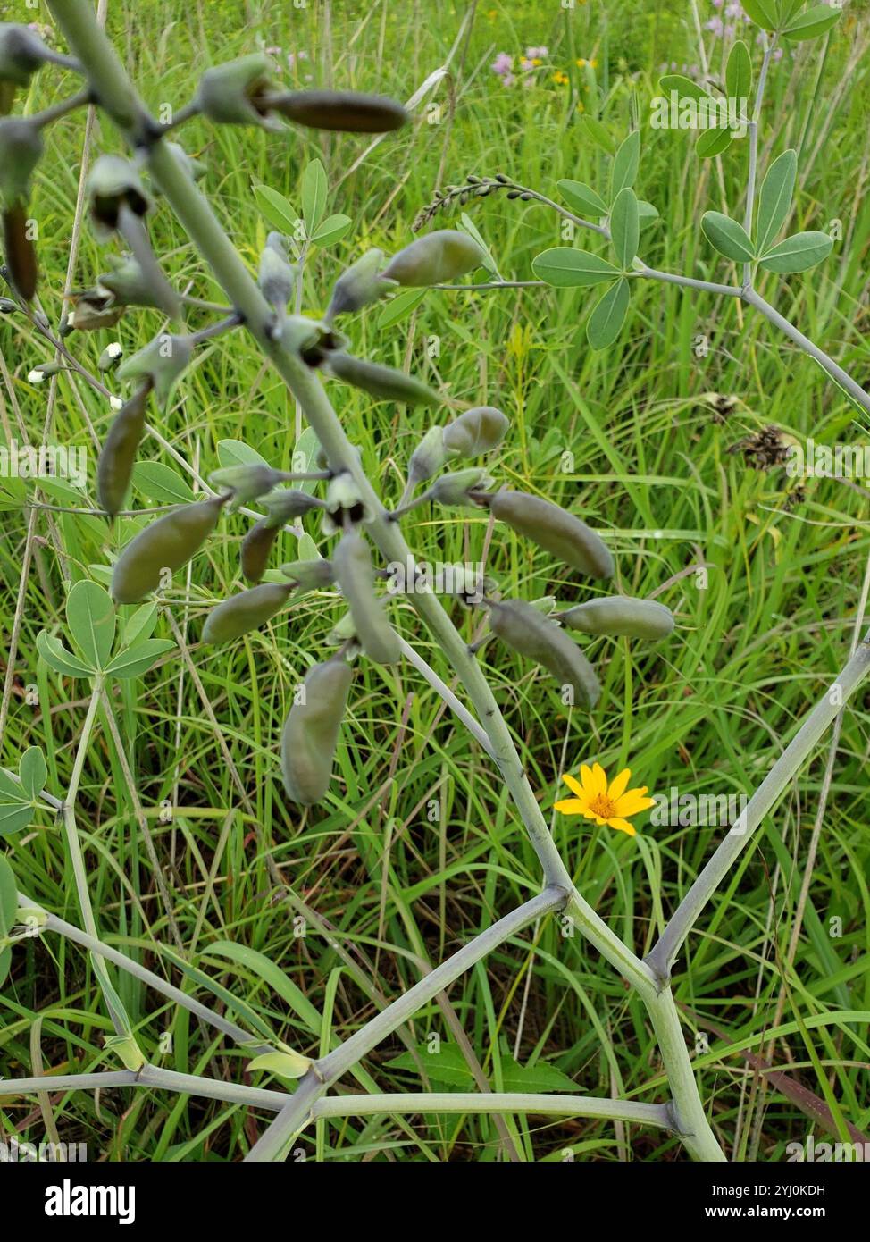 white wild indigo (Baptisia alba Stock Photo - Alamy