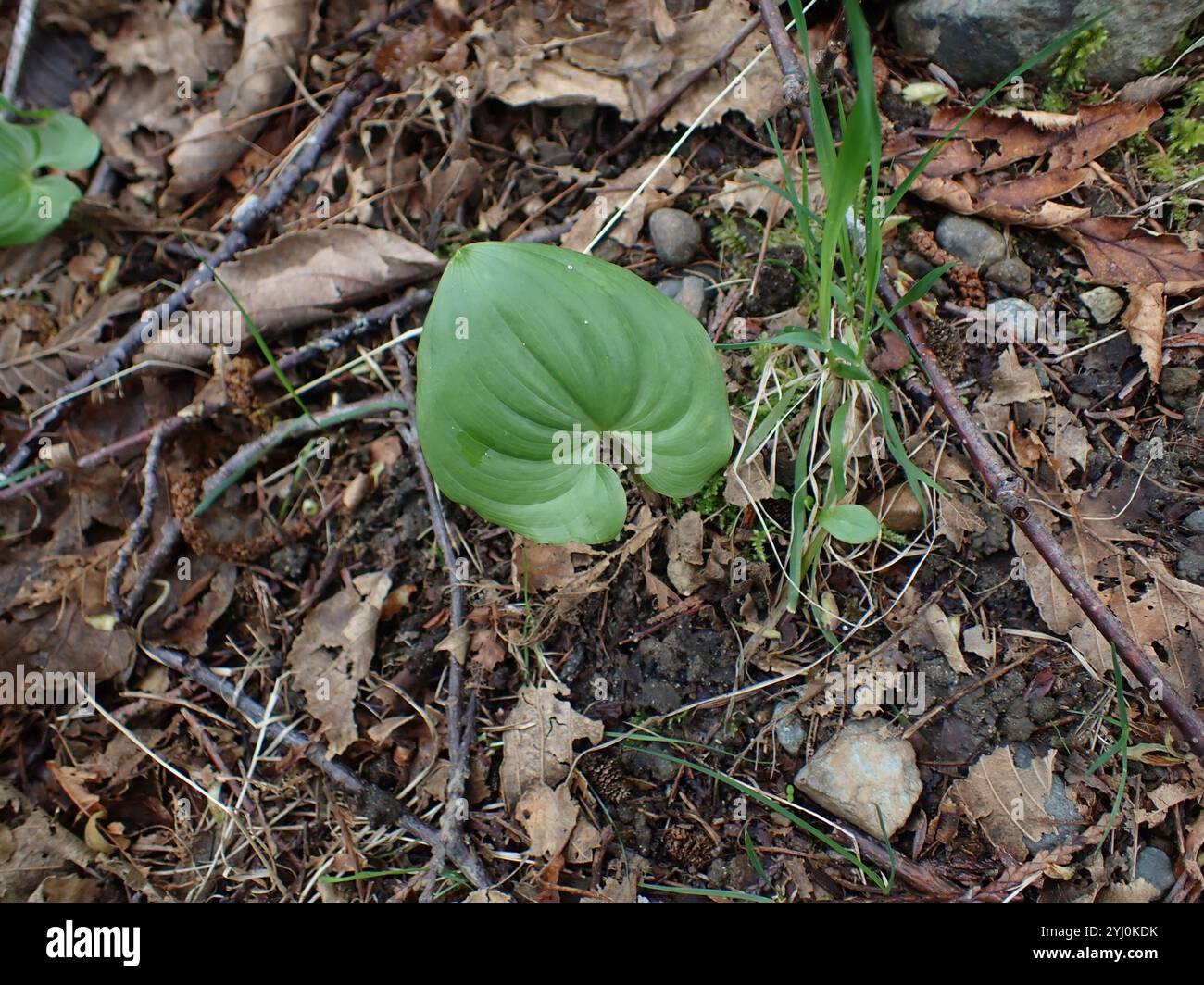 Western Lily of the Valley (Maianthemum dilatatum Stock Photo - Alamy