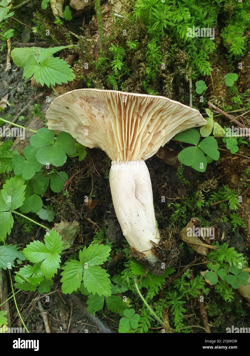 stumpy milkcap (Lactarius flexuosus Stock Photo - Alamy