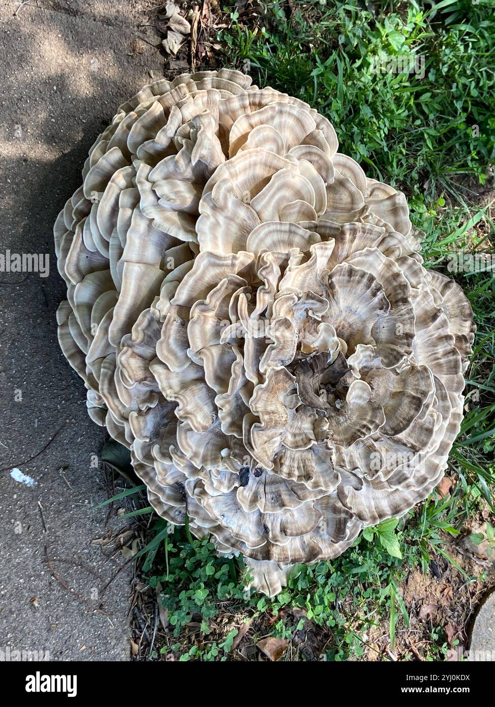 Black-staining Polypore (Meripilus sumstinei Stock Photo - Alamy