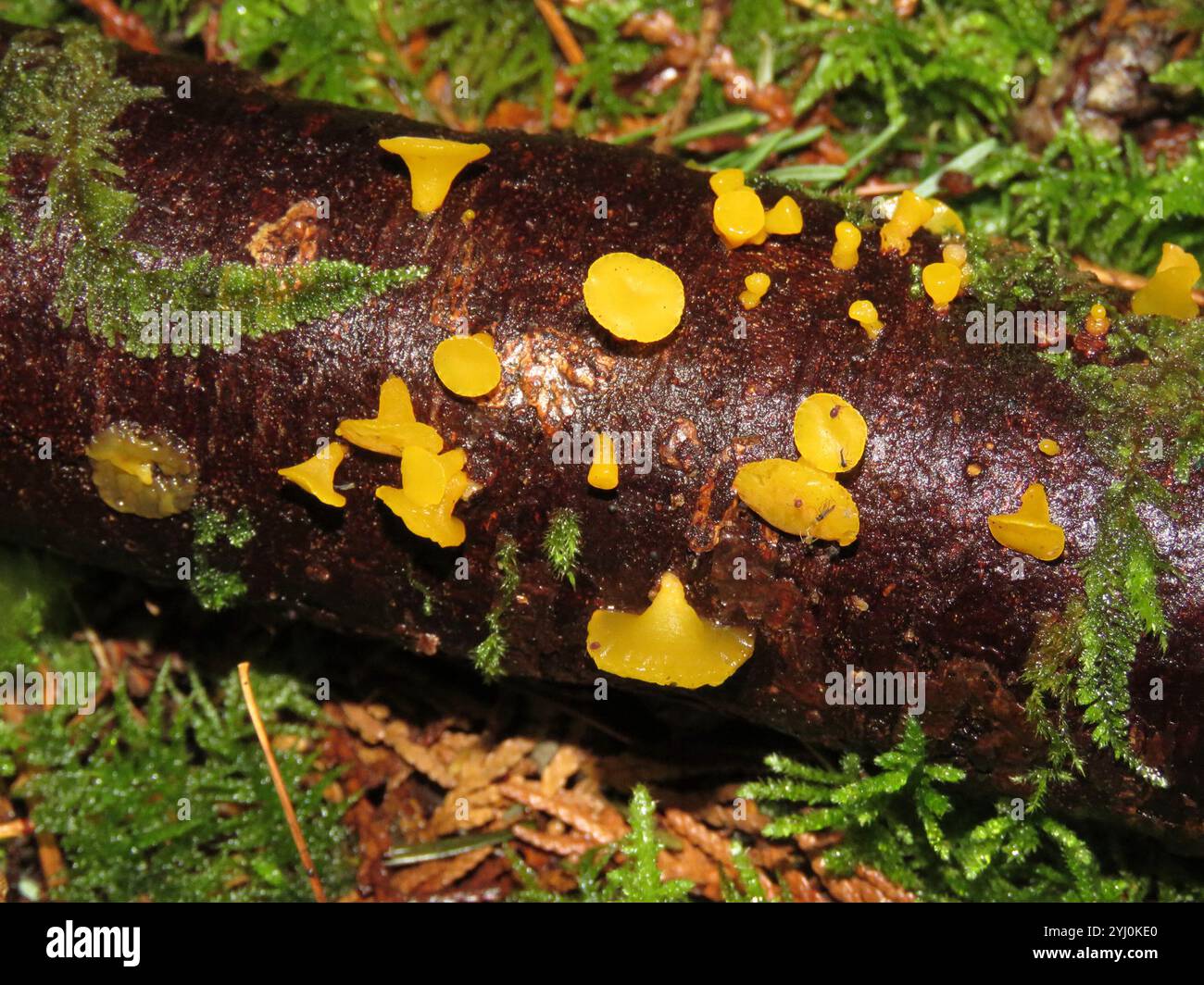 alpine jelly cone (Guepiniopsis alpina Stock Photo - Alamy