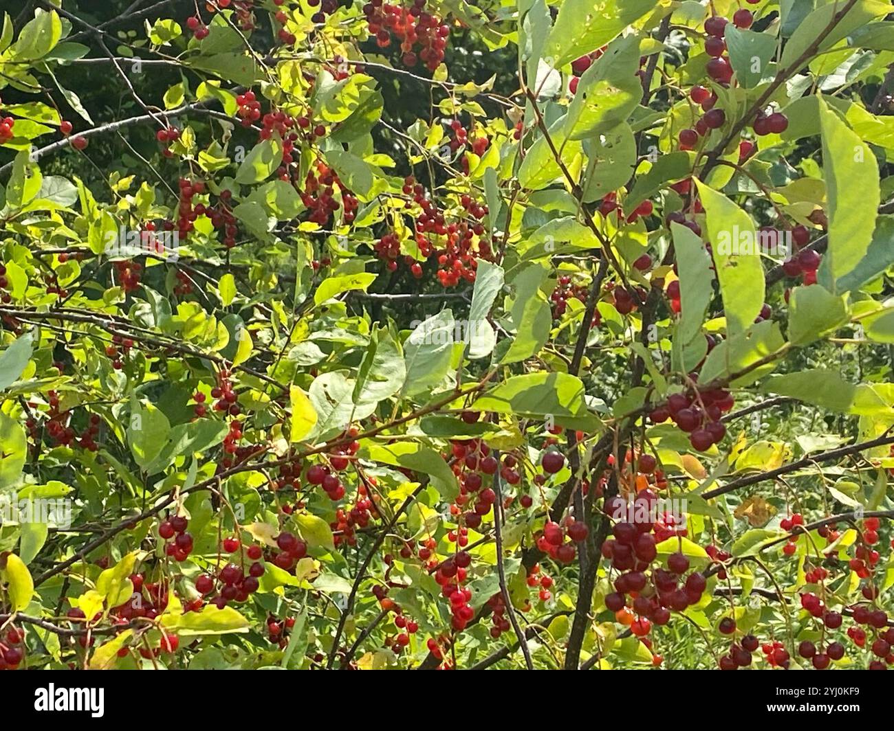 chokecherry (Prunus virginiana Stock Photo - Alamy