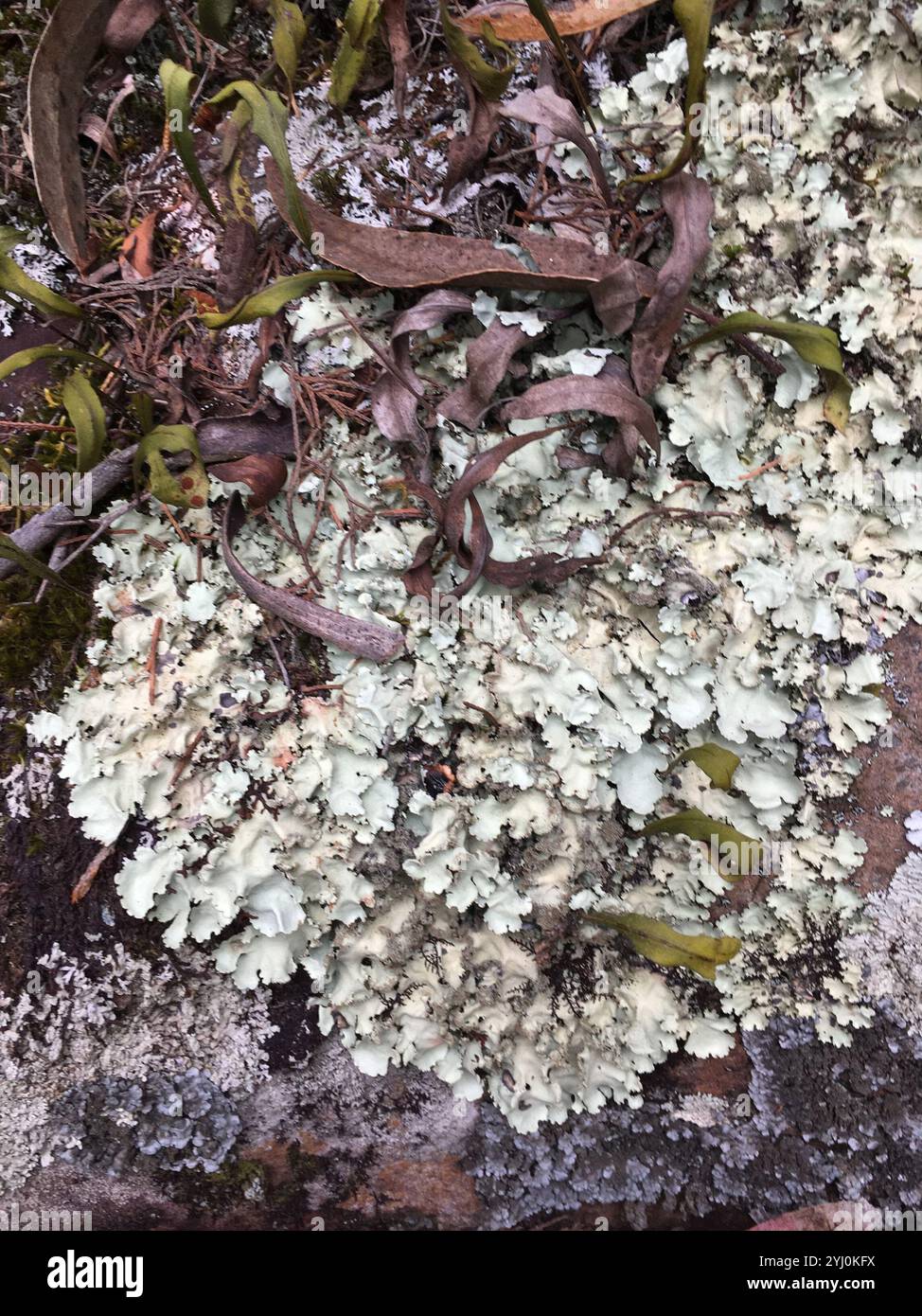 Ruffle Lichens (Parmotrema Stock Photo - Alamy