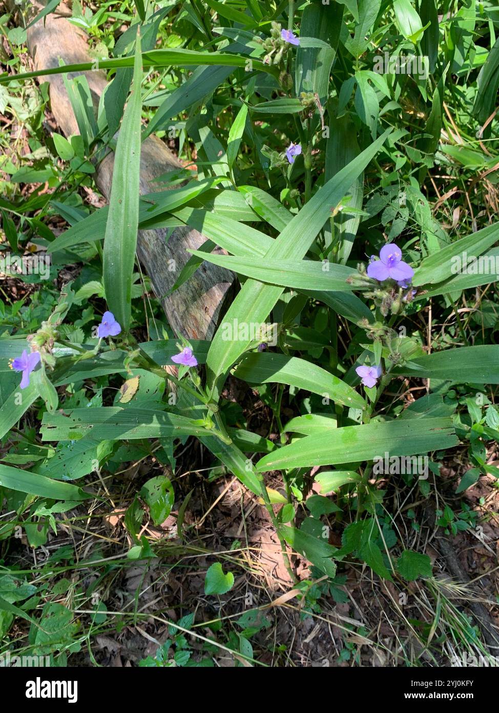 Zigzag Spiderwort (Tradescantia subaspera Stock Photo - Alamy