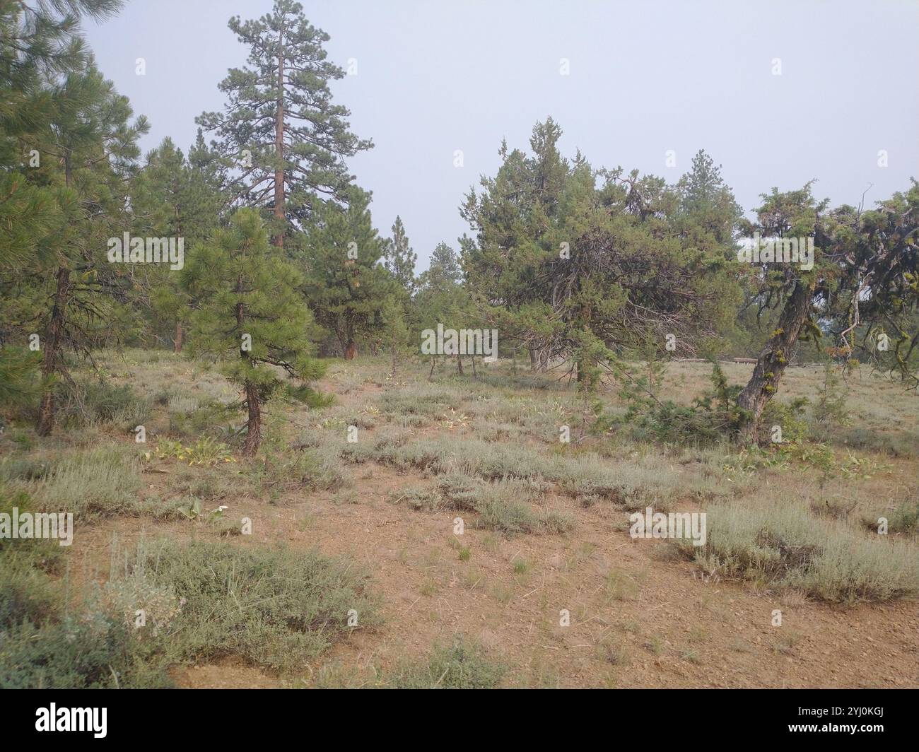 western juniper (Juniperus occidentalis Stock Photo - Alamy