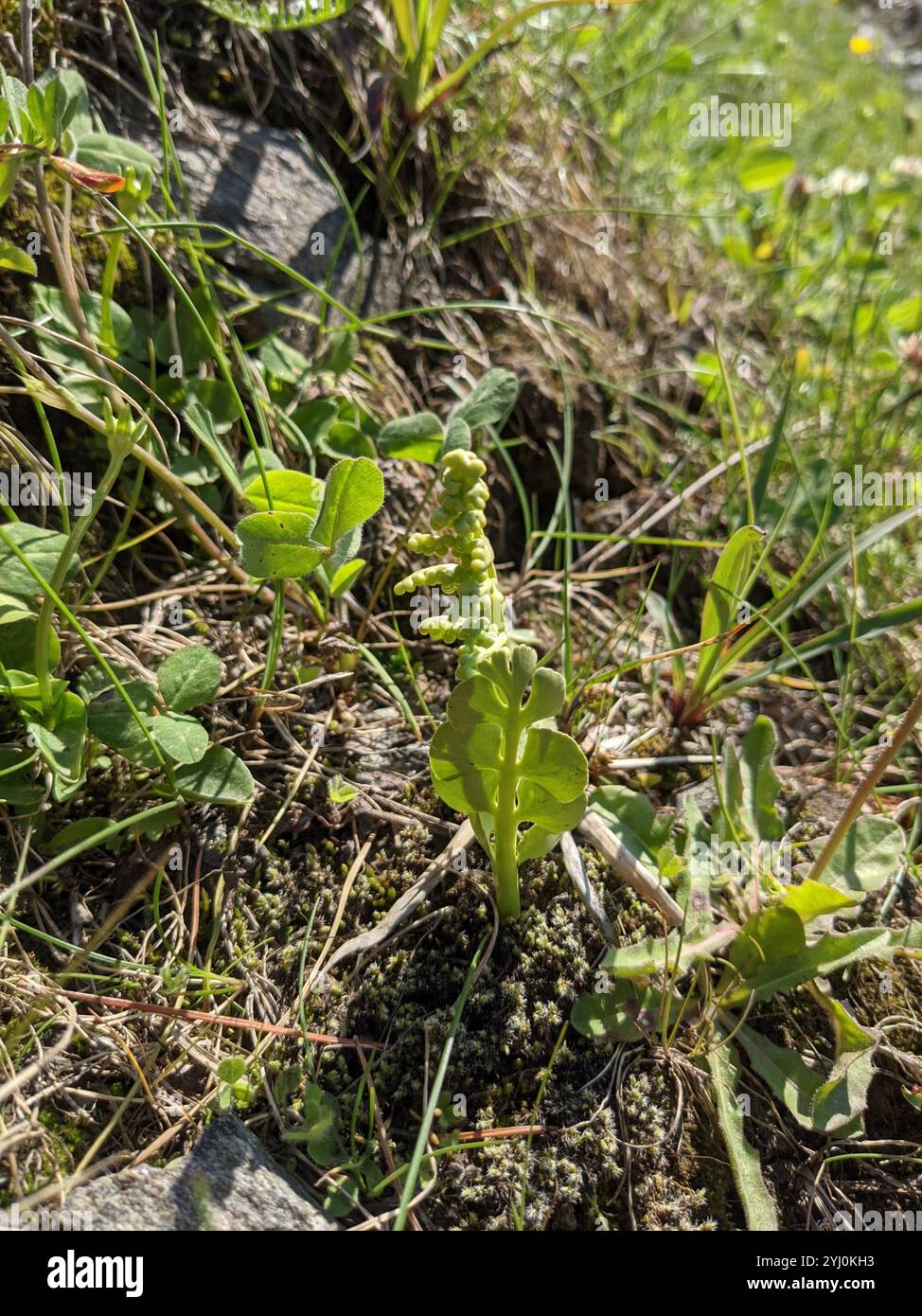 The common moonwort hi-res stock photography and images - Alamy
