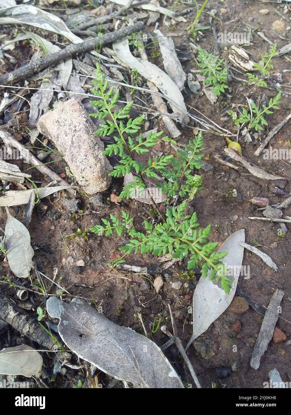 Rock Fern (Cheilanthes austrotenuifolia Stock Photo - Alamy