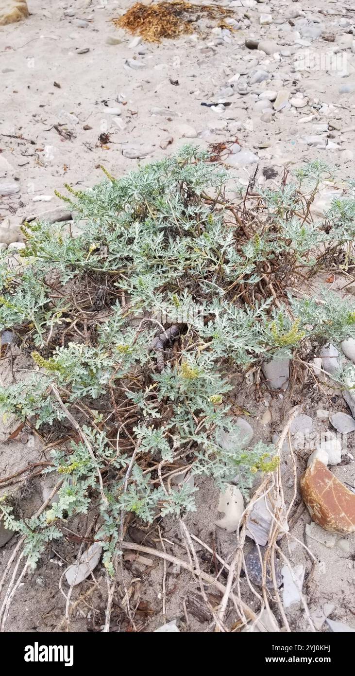 silver beachweed (Ambrosia chamissonis Stock Photo - Alamy